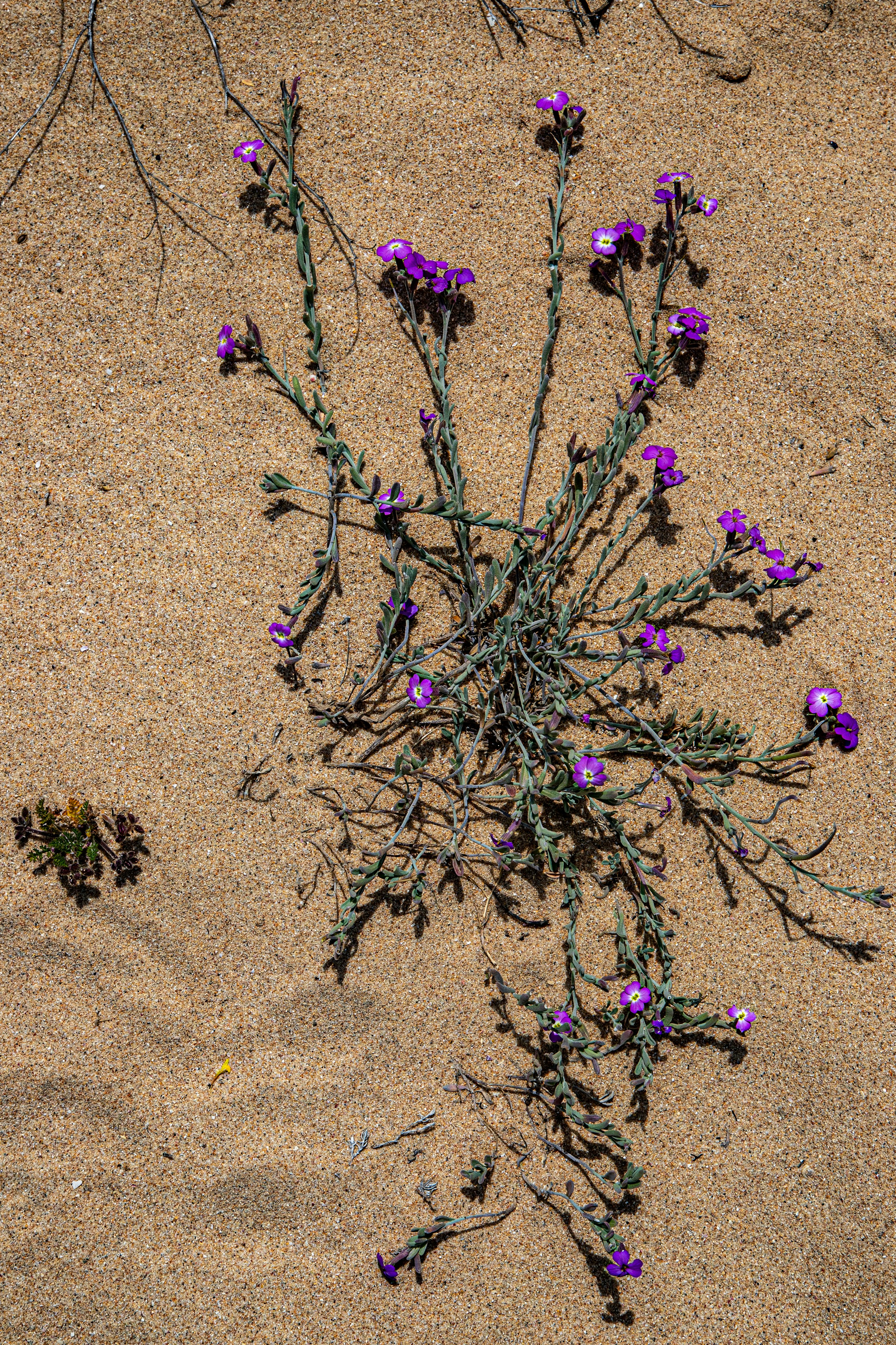 Desert Sprout: The Violet Bloom Amid Sand
