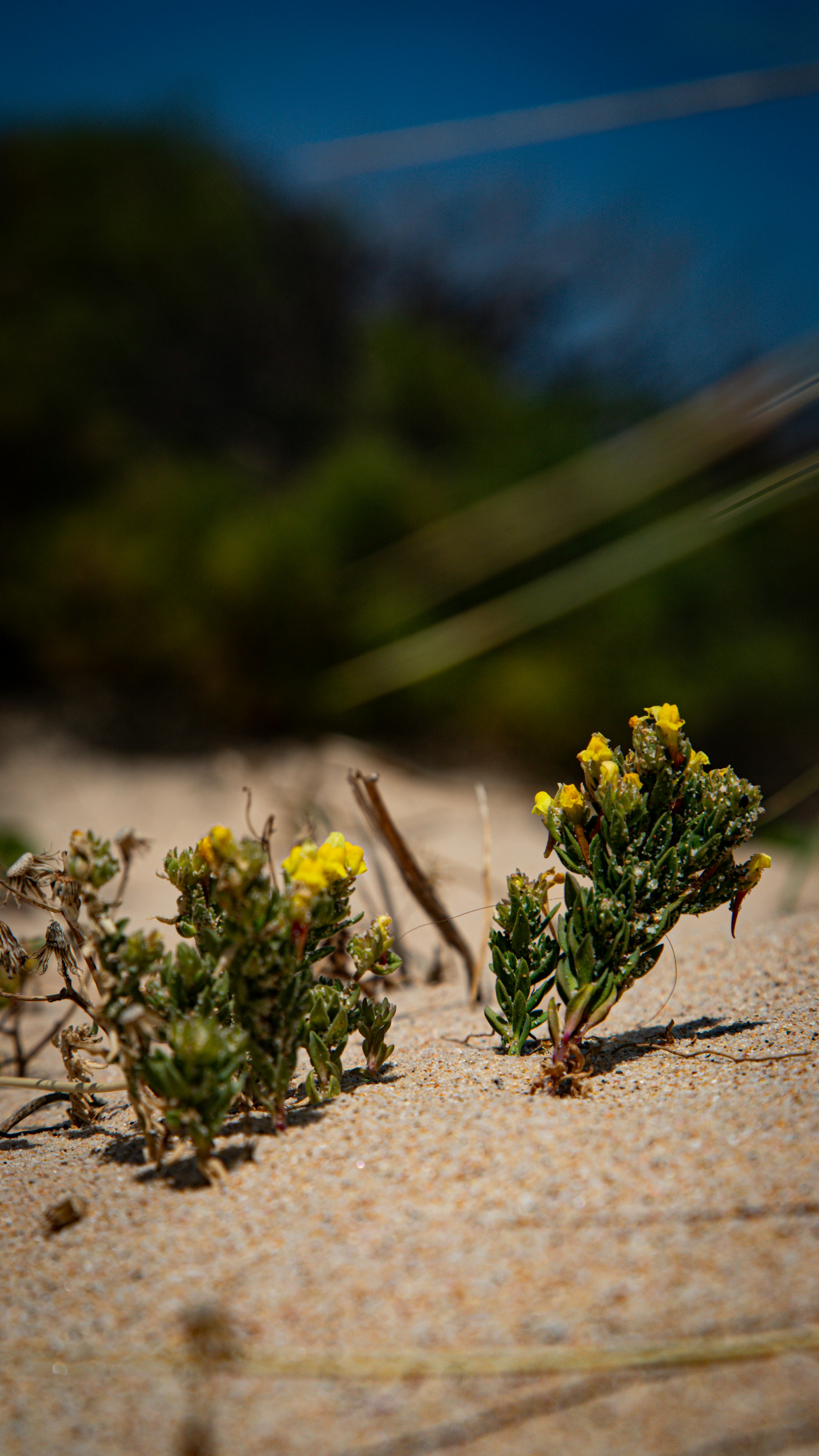 Desert Flora in Focus: Yellow Buds Defy the Sand
