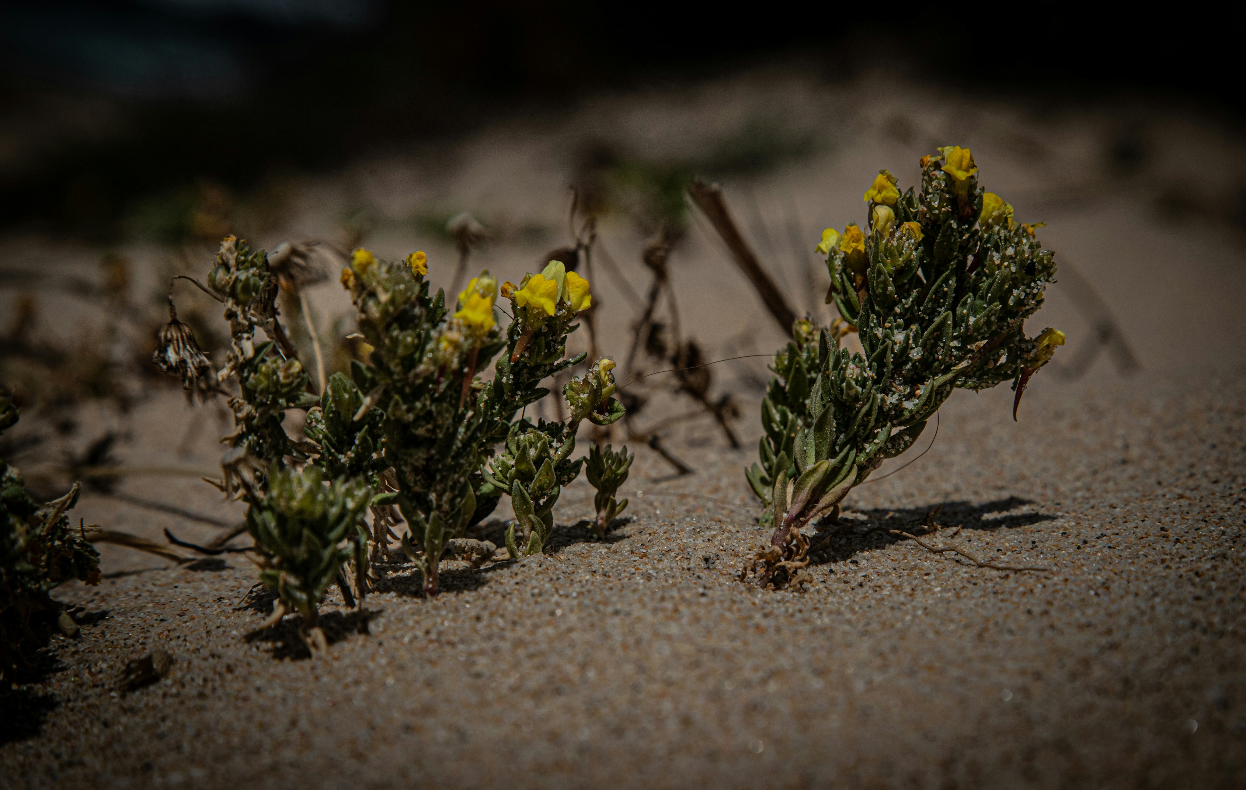 Desert Flora in Focus: Dune Scrub with Sun-Burnished Yellow Blooms