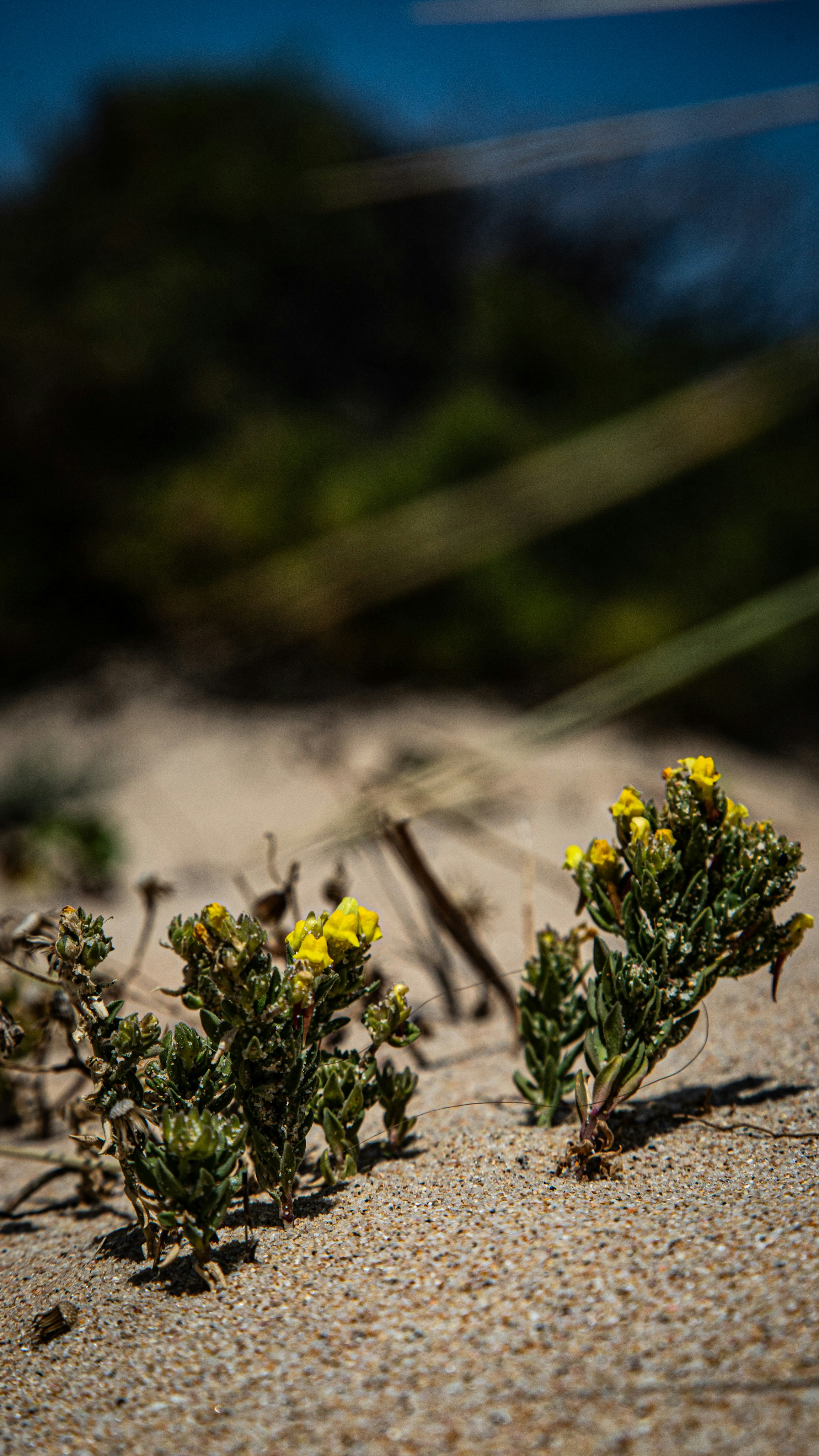 Desert Bloom: Yellow Flowers Stride Through Sandy Quiet