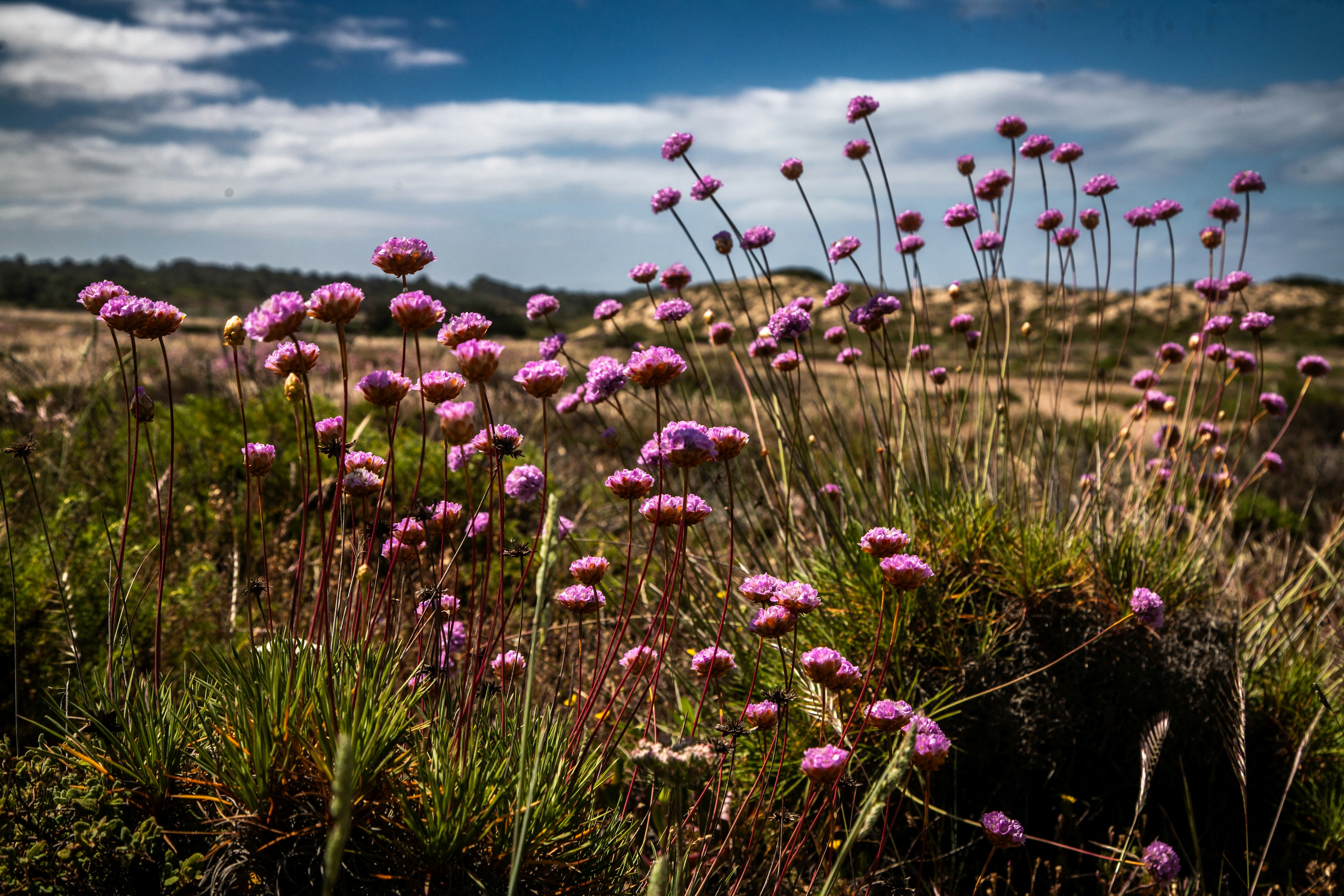 Pink Globe Clusters in a Prairie Sea under a Wide Blue Sky
