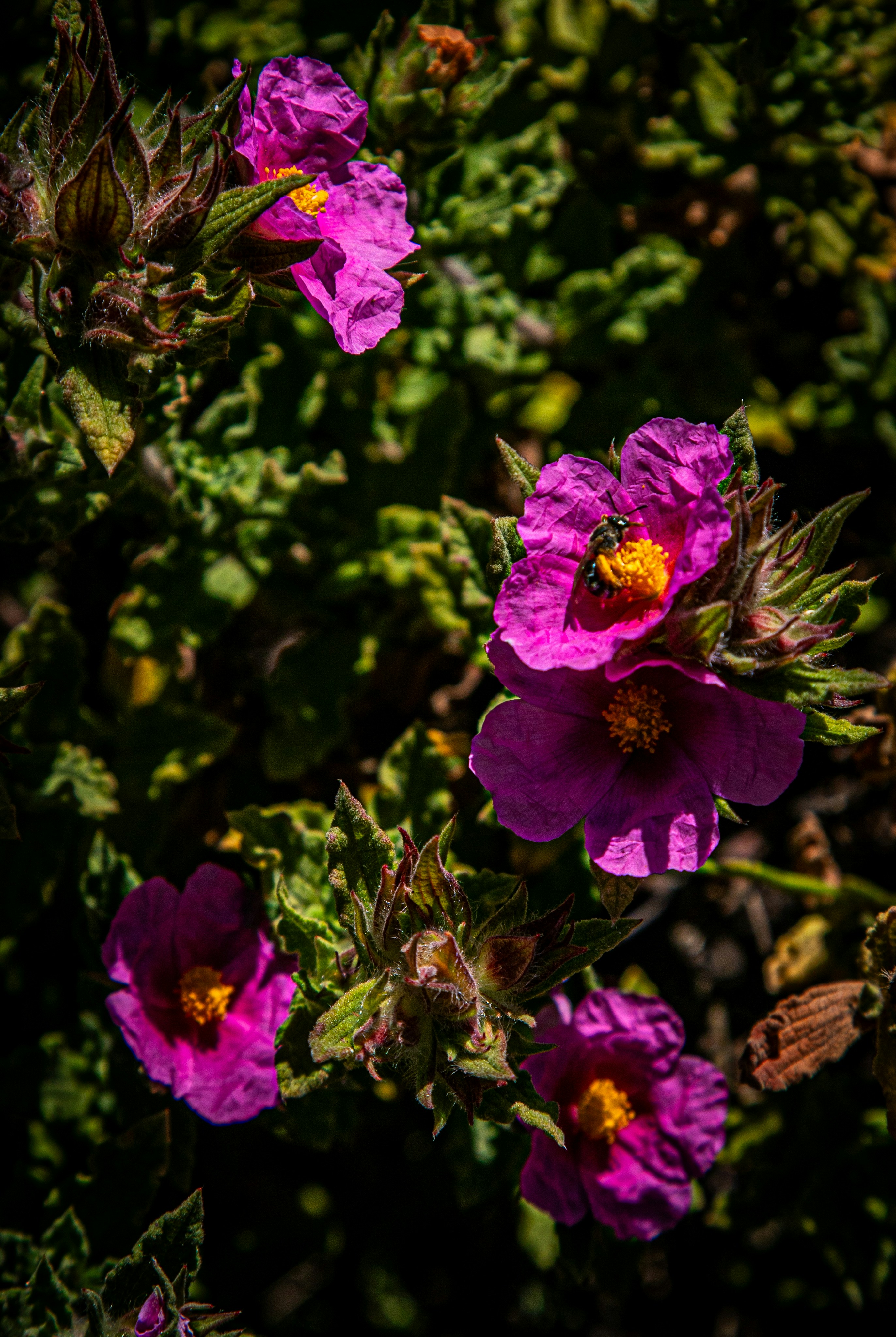 Magenta Petals in Sunlit Depths