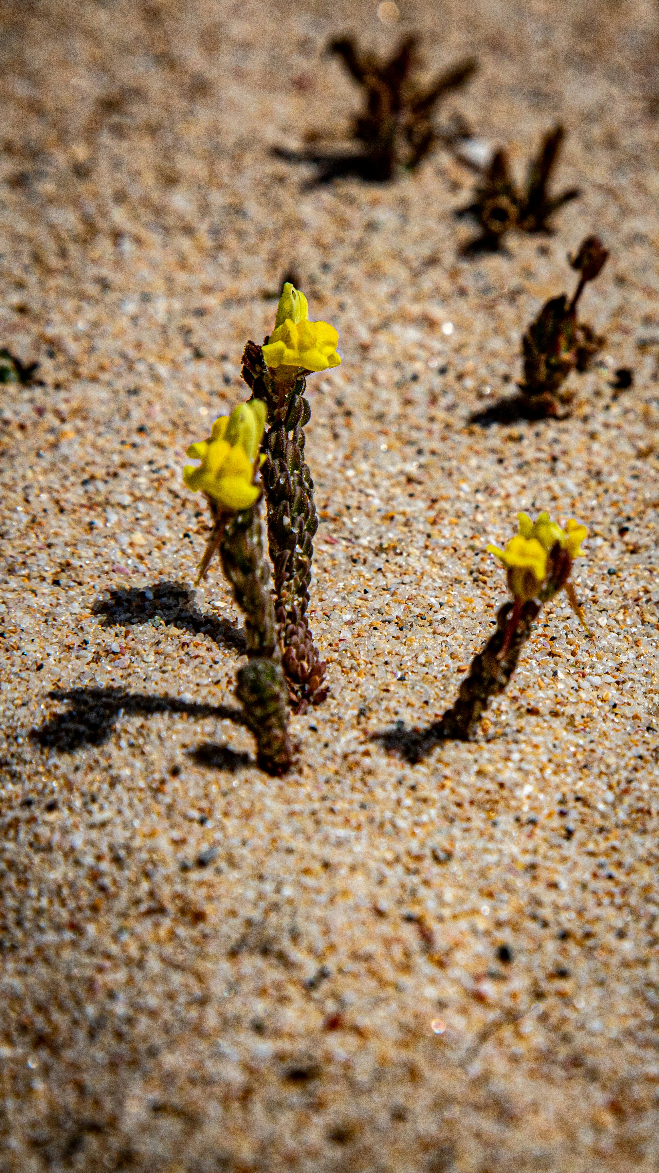 Desert Chrysanthemums: Yellow Flora Defying the Sand