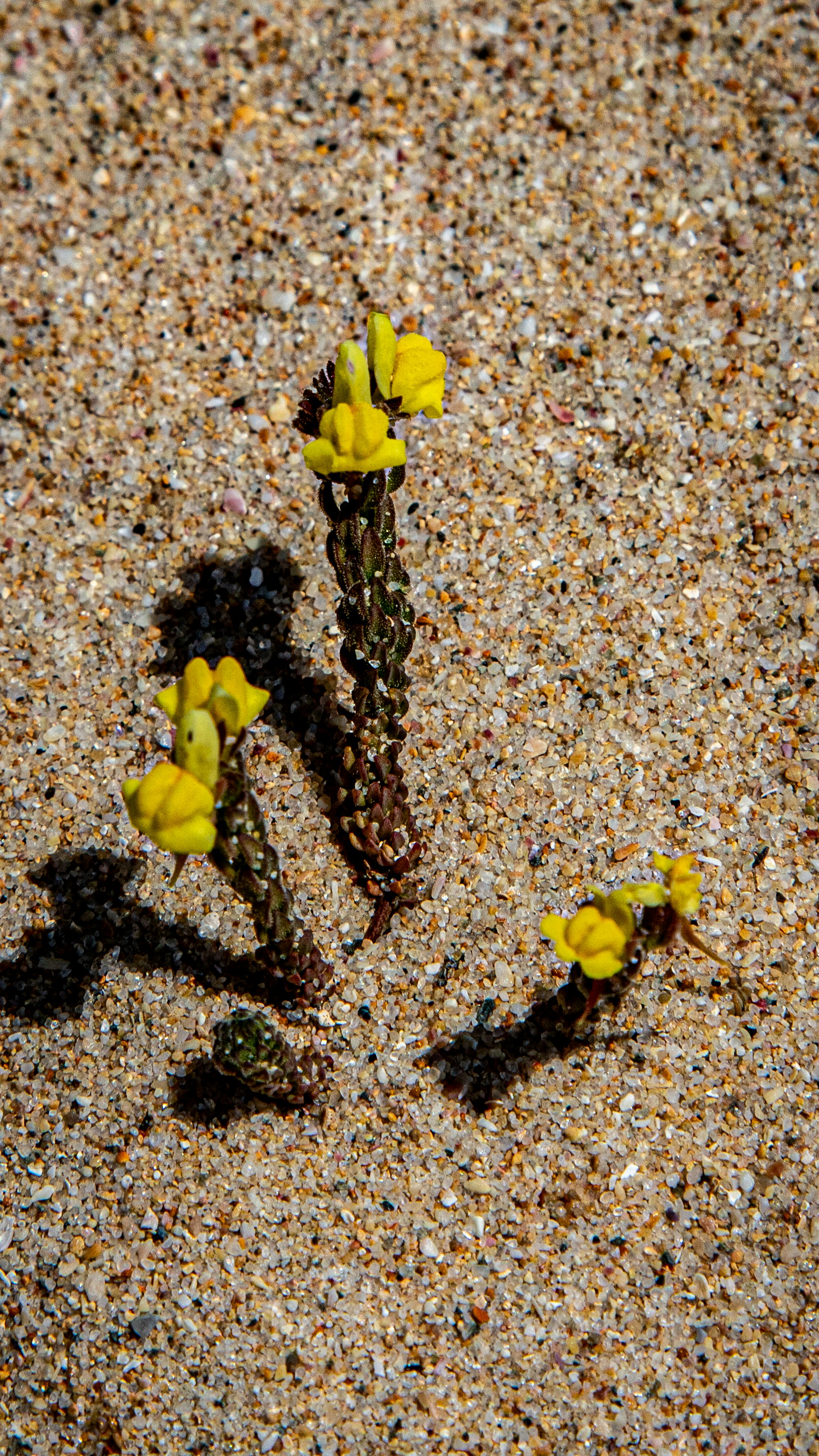 Desert-yellow bloomers rising from sandy shore