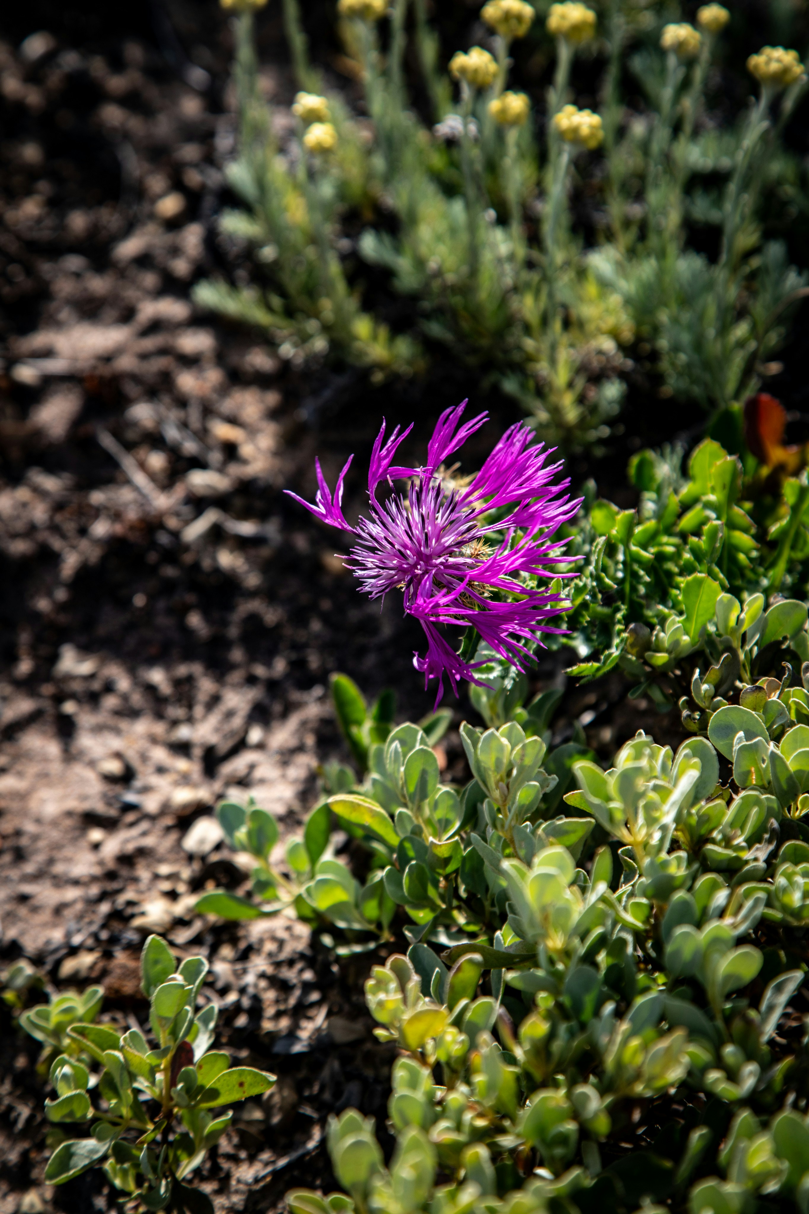 Magenta Blossom in Sunlit Desert Scrub