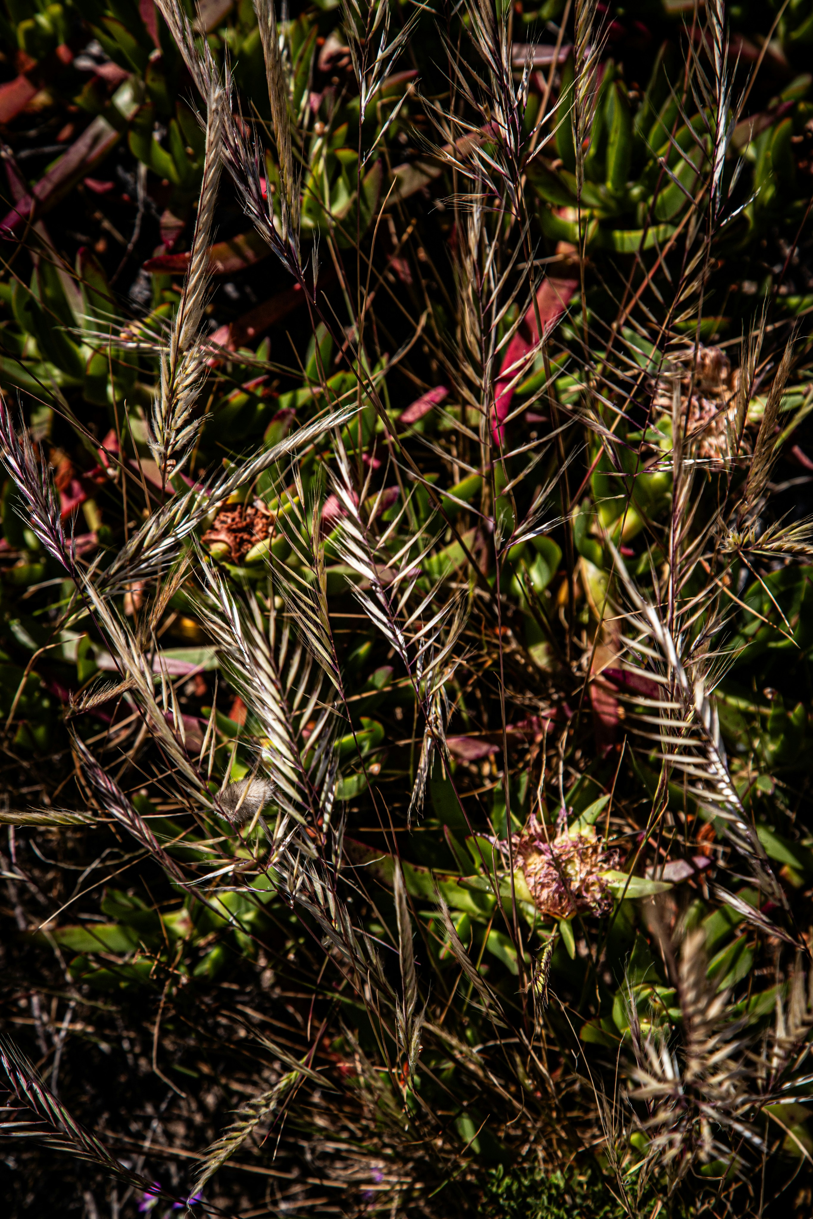 Tangled Catkins: A Close‑up of Spent Seed Heads and Thorny Reeds