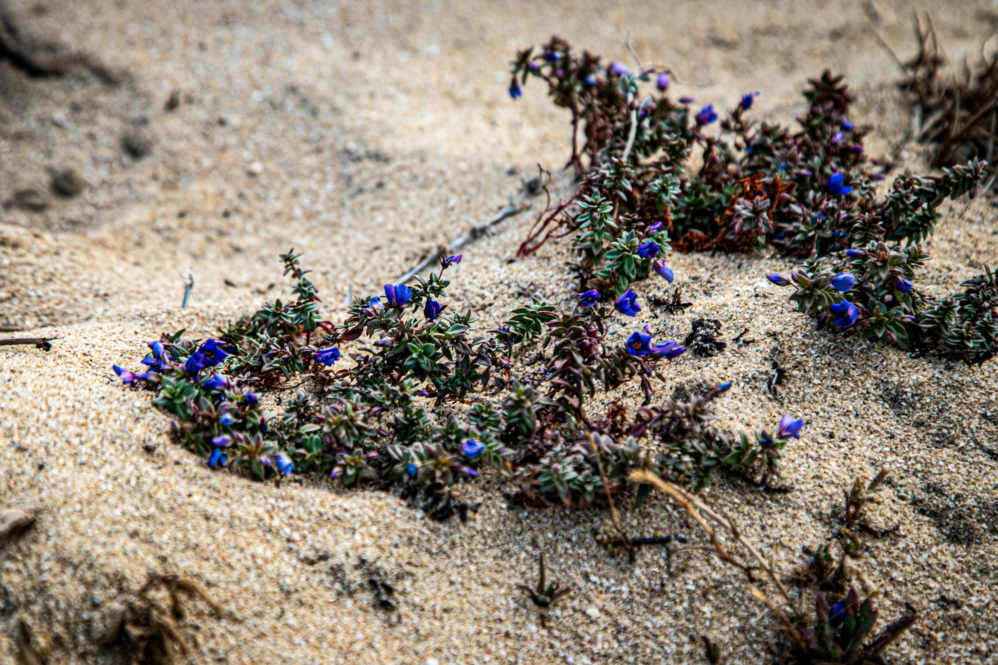 Desert Sprig in Focus: Tiny Indigo Blooms Against Sandy Terrain