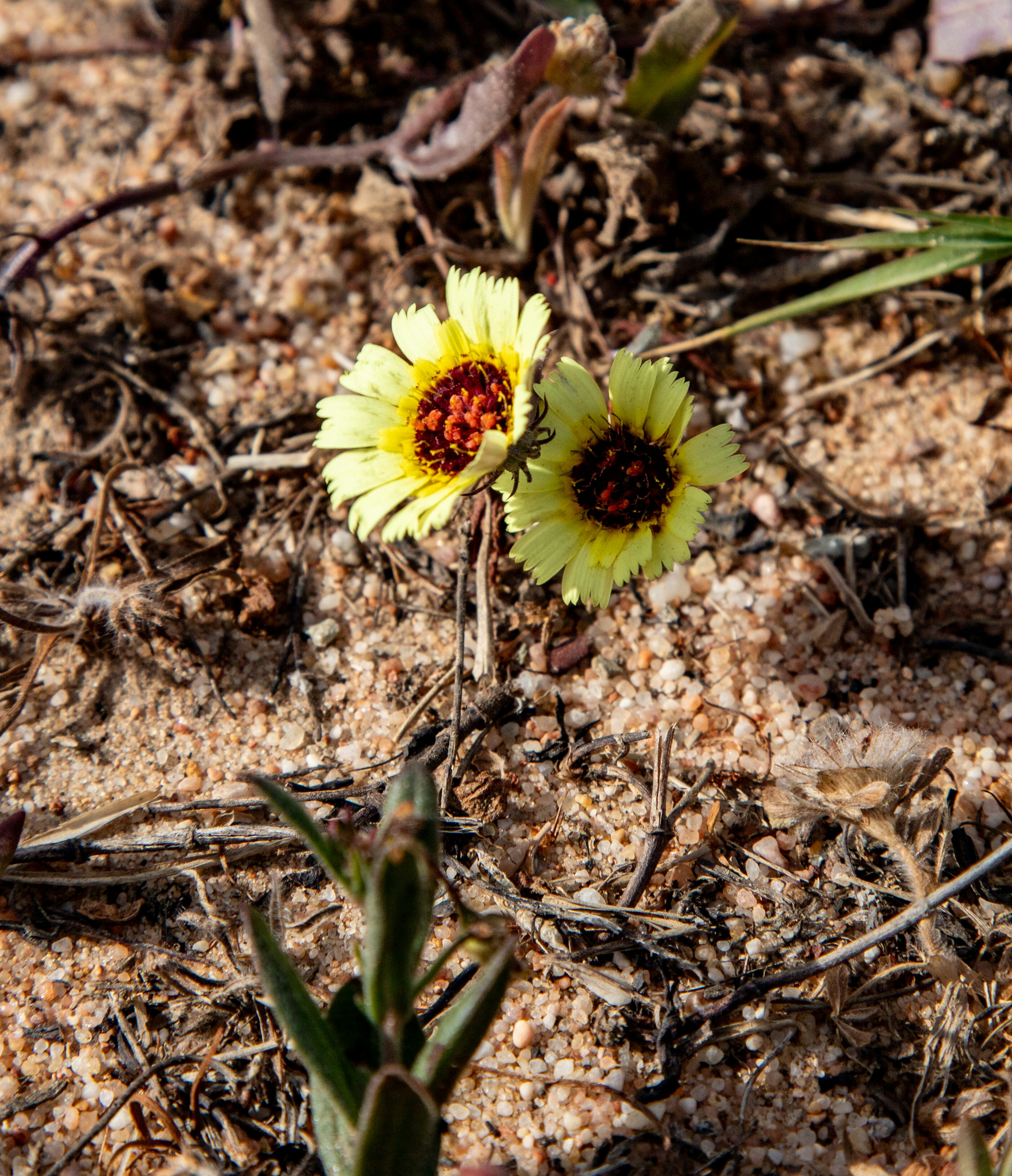 Desert Bloom: Two Yellow-Centered Daisies Rising from Sandy Ground