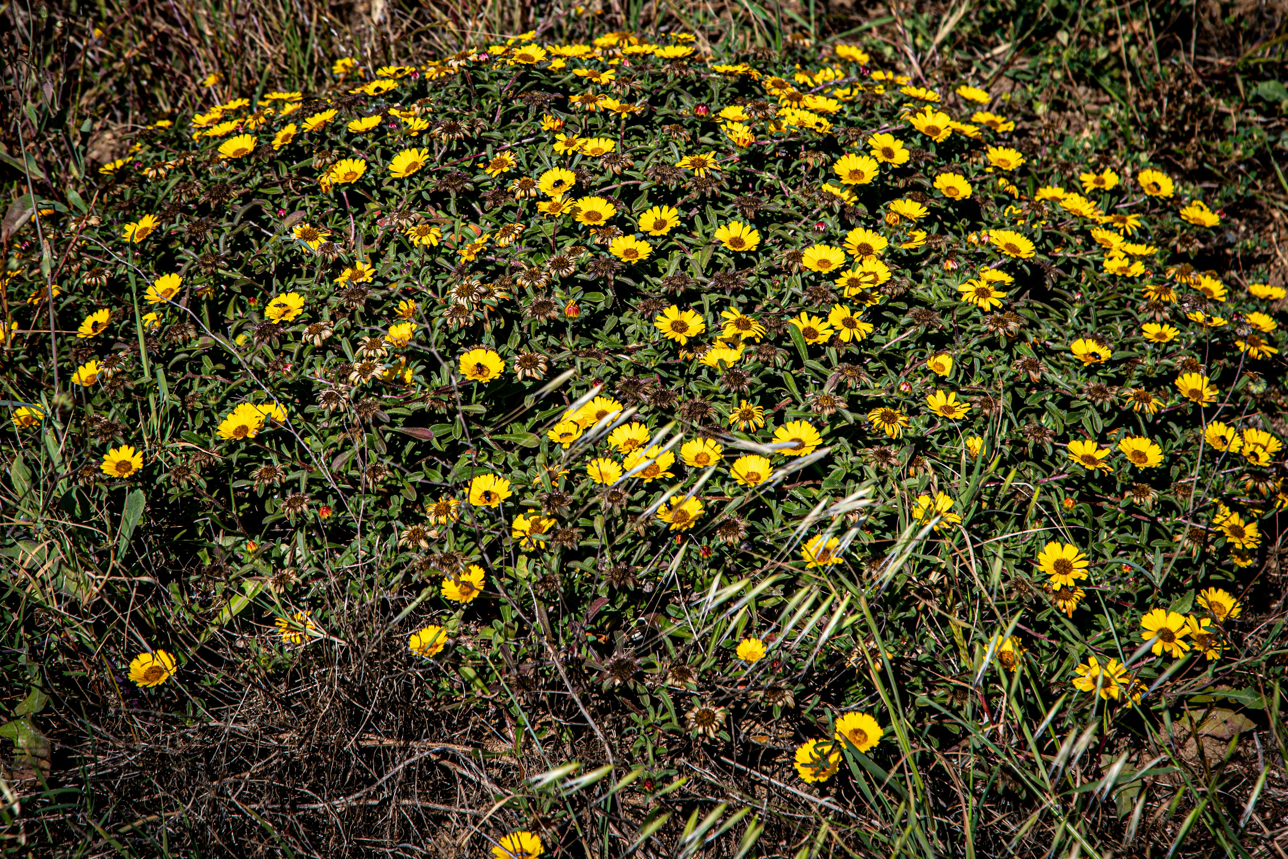Sunlit Patchwork: a carpet of yellow daisy-like blooms amid grasses