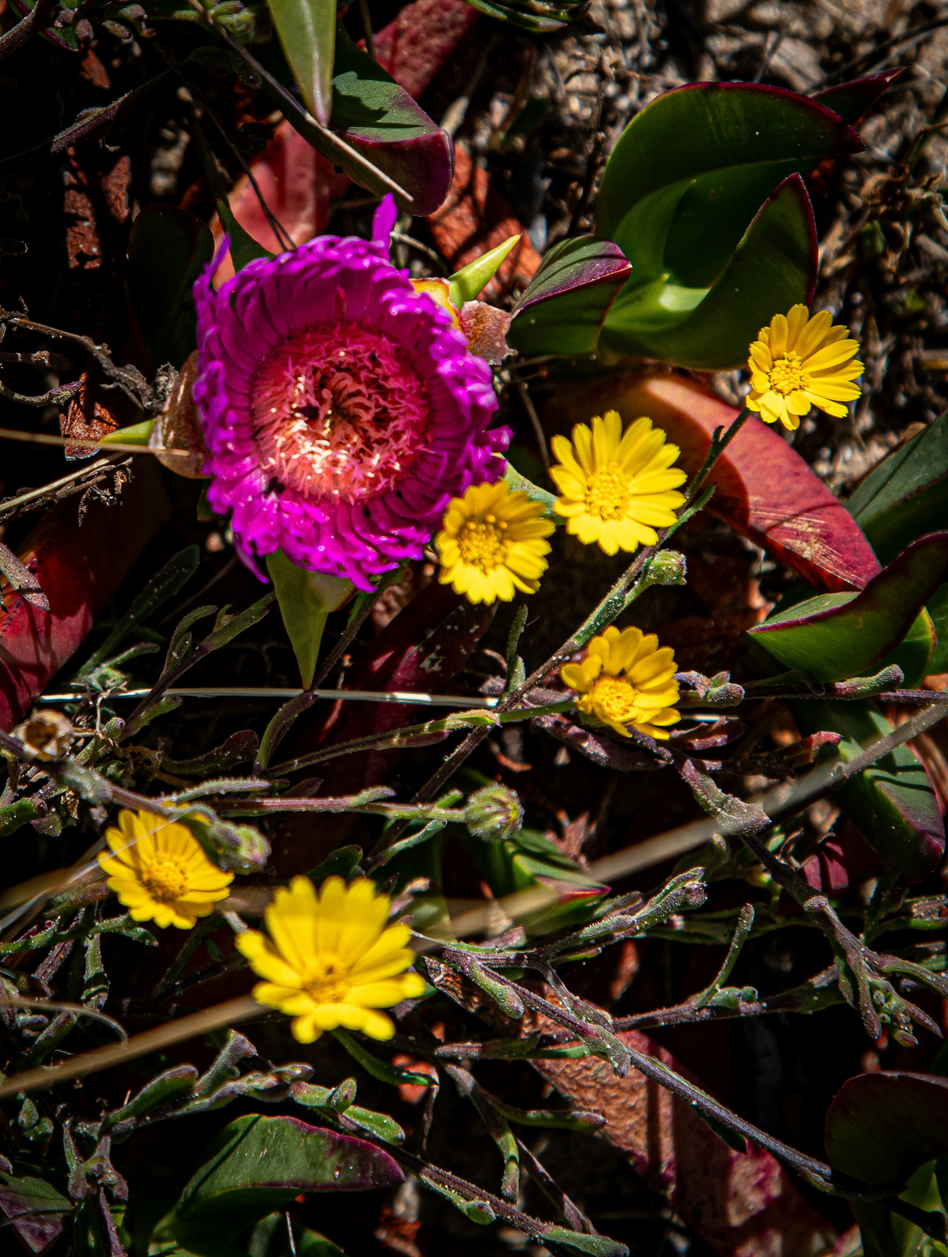 Magenta bloom anchors a sunlit garden frame