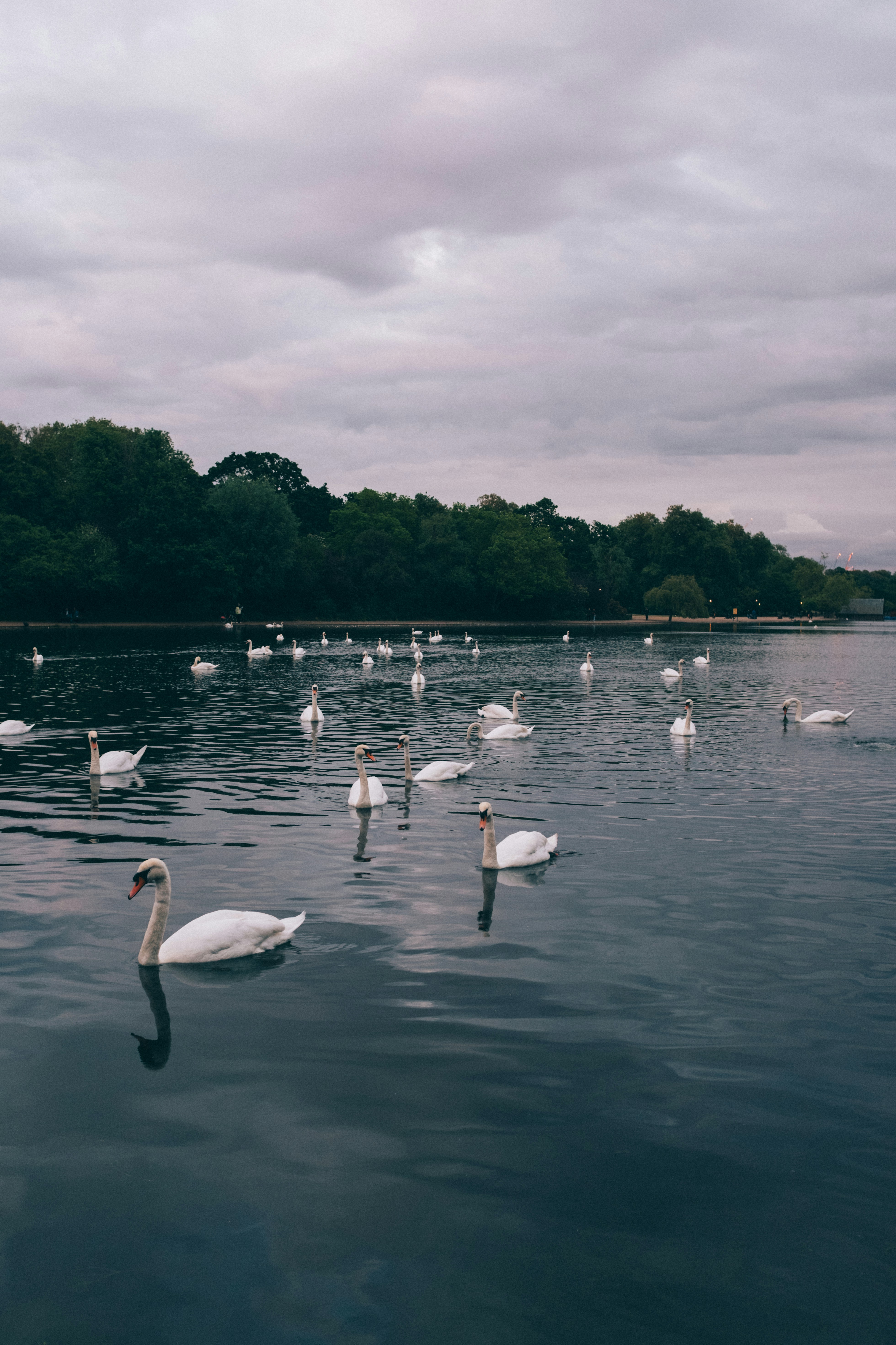 A Quiet Assembly: Swans on a Lake Under Clouded Skies