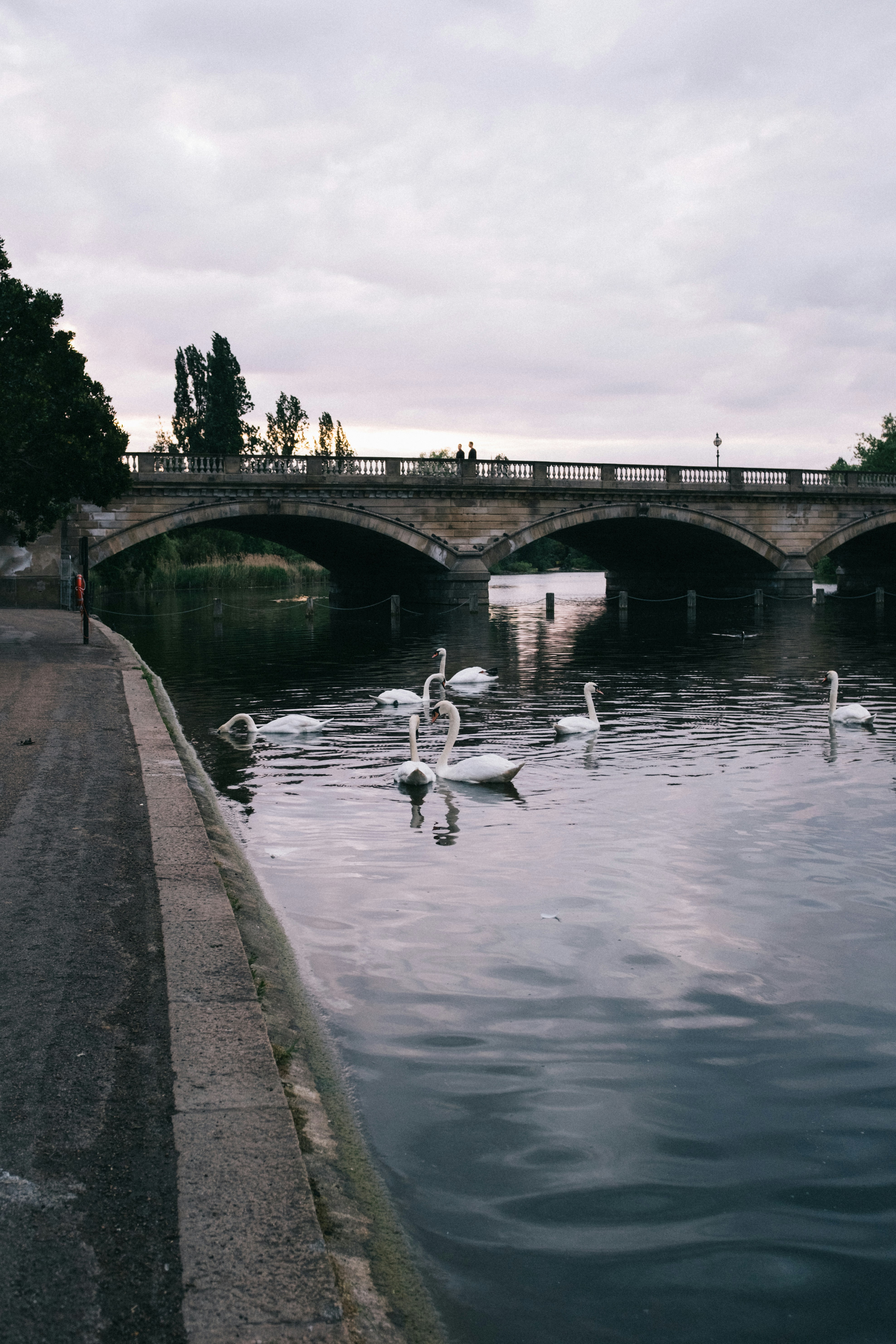 Graceful swans on a calm river beneath a stone bridge at dusk