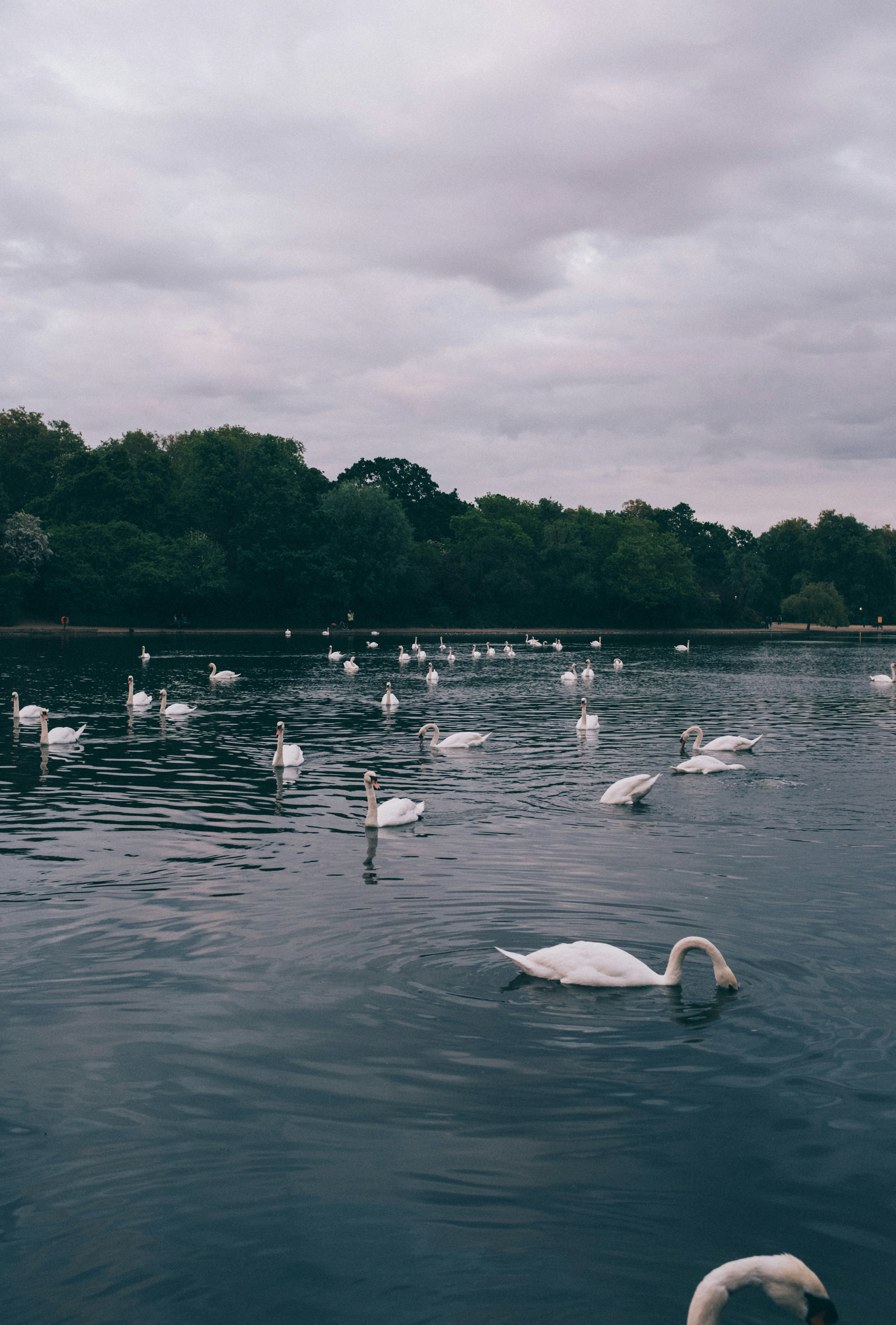 Swans on a Serene City Pond at Dusk
