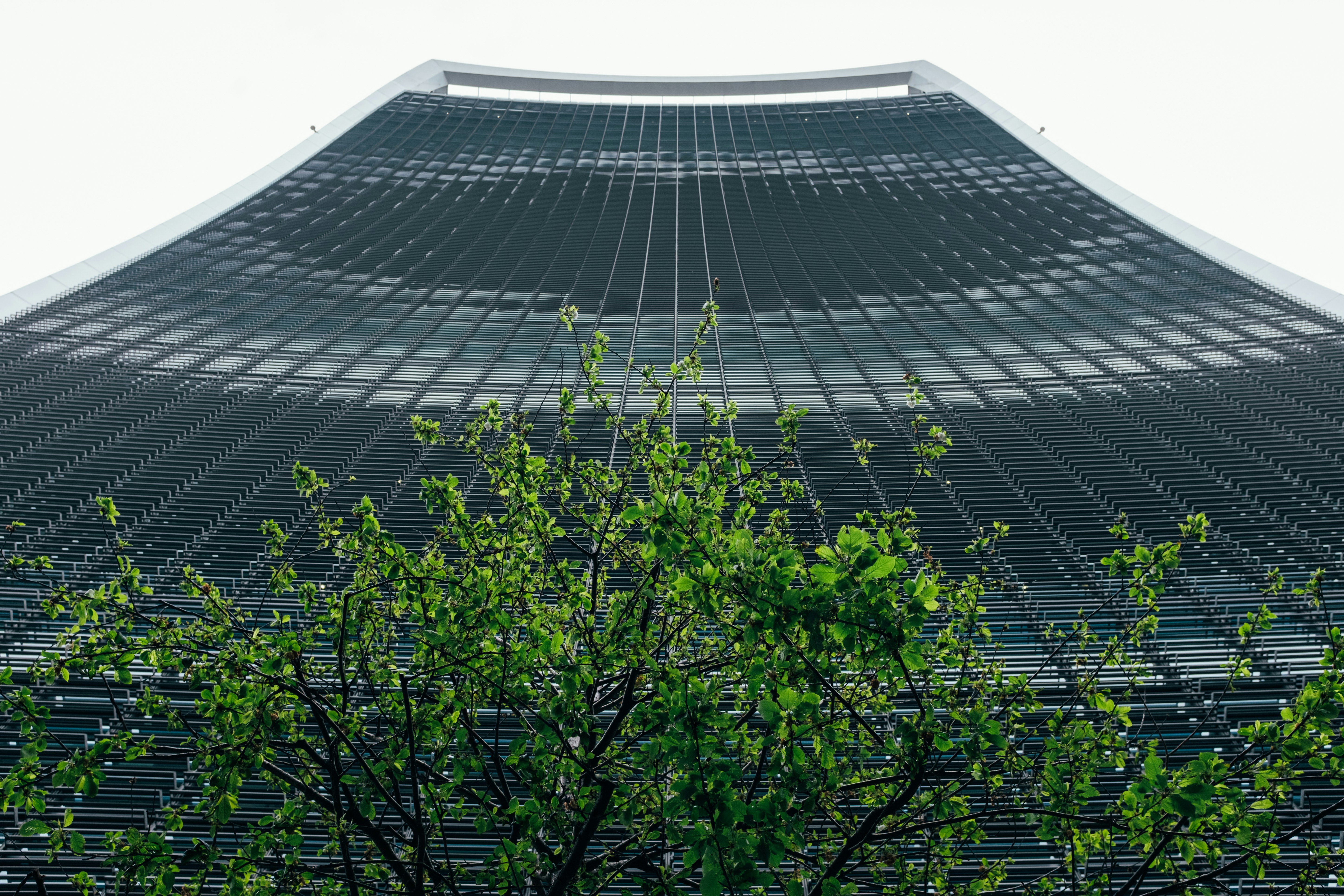 Green Canopy at the Foot of a Towering Glass Facade
