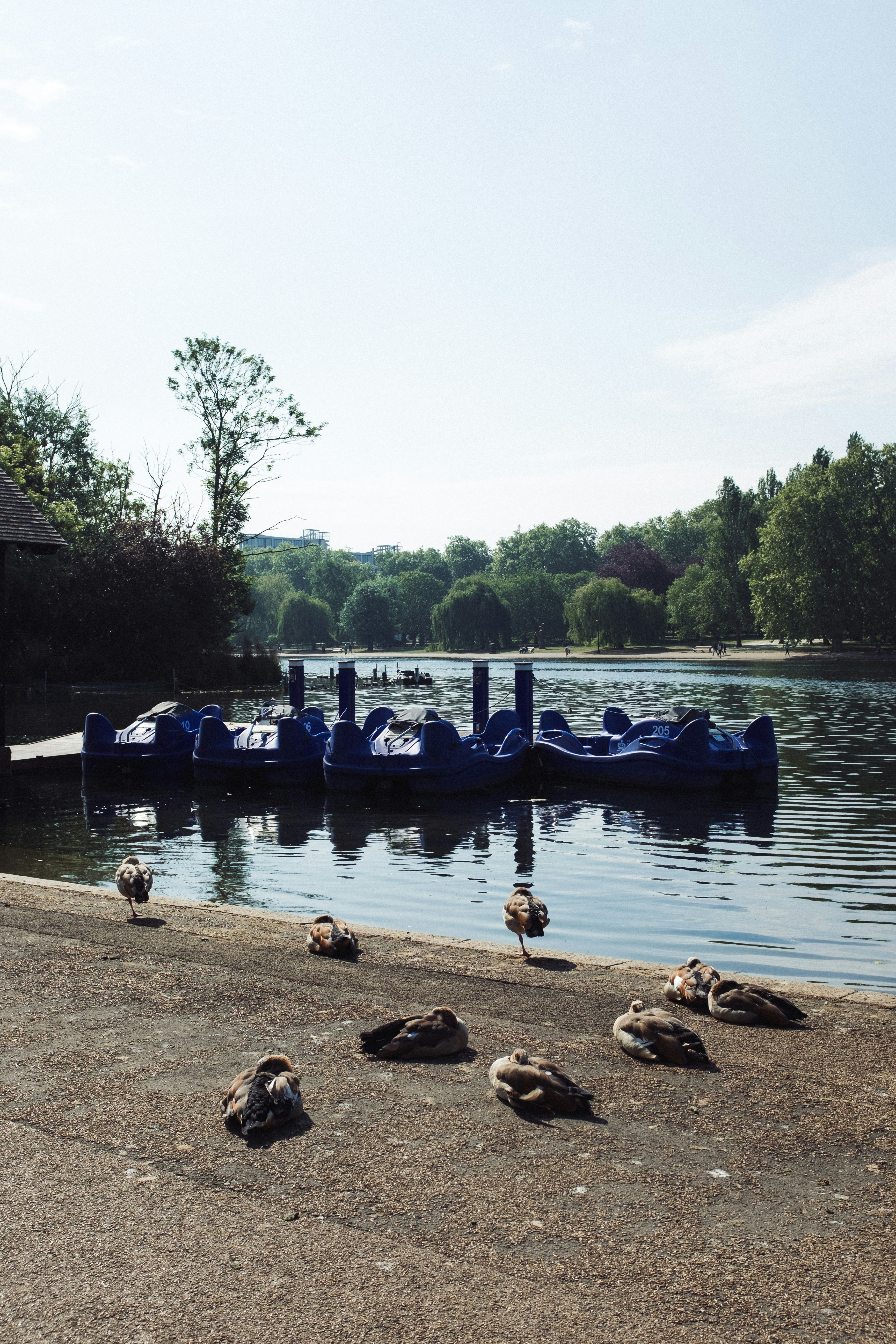 Ducks at the Shore: Boats Rest at Lake’s Edge on a Sunny Day