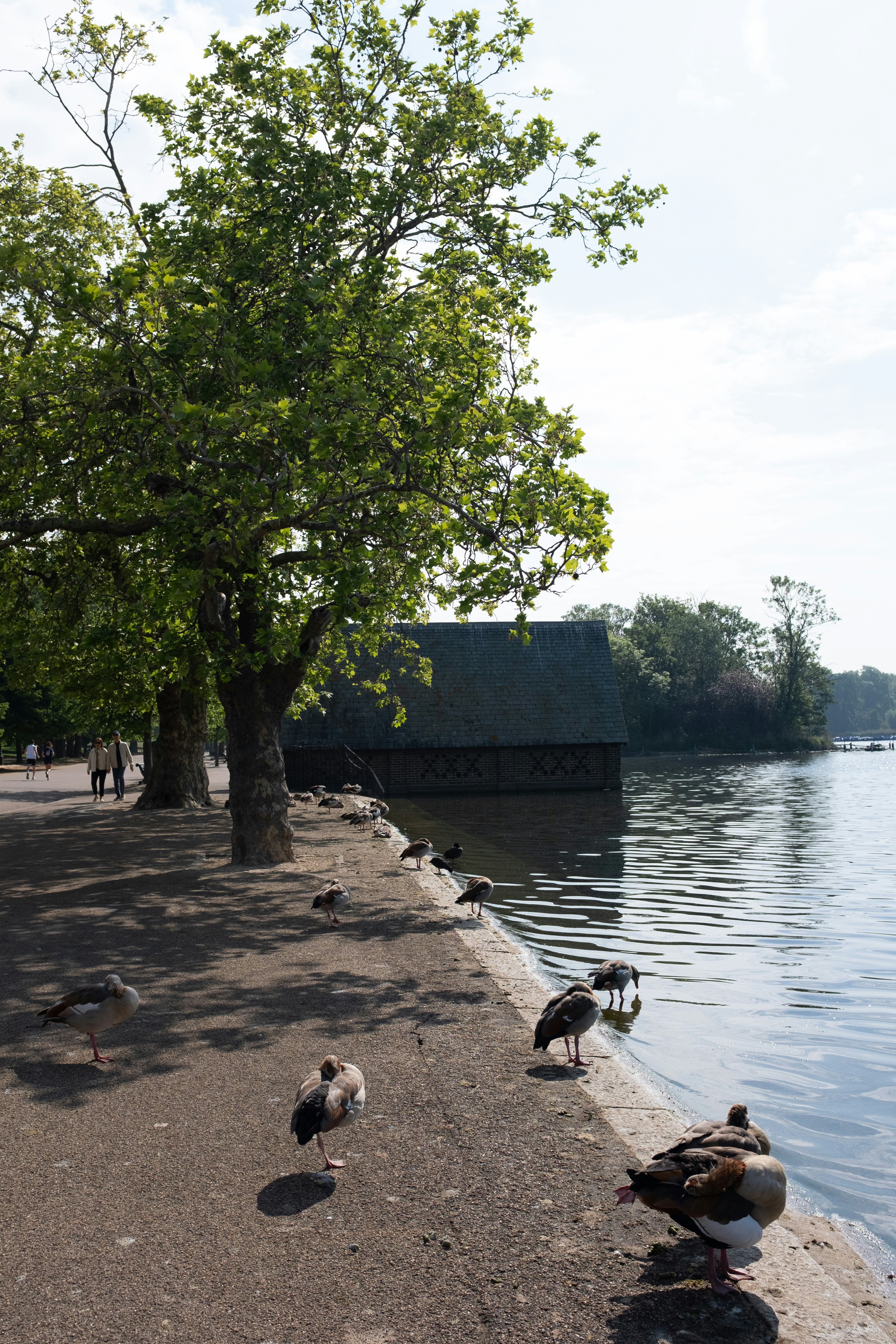 Lakeside Parkway: Birds and Shade by the Historic Pier