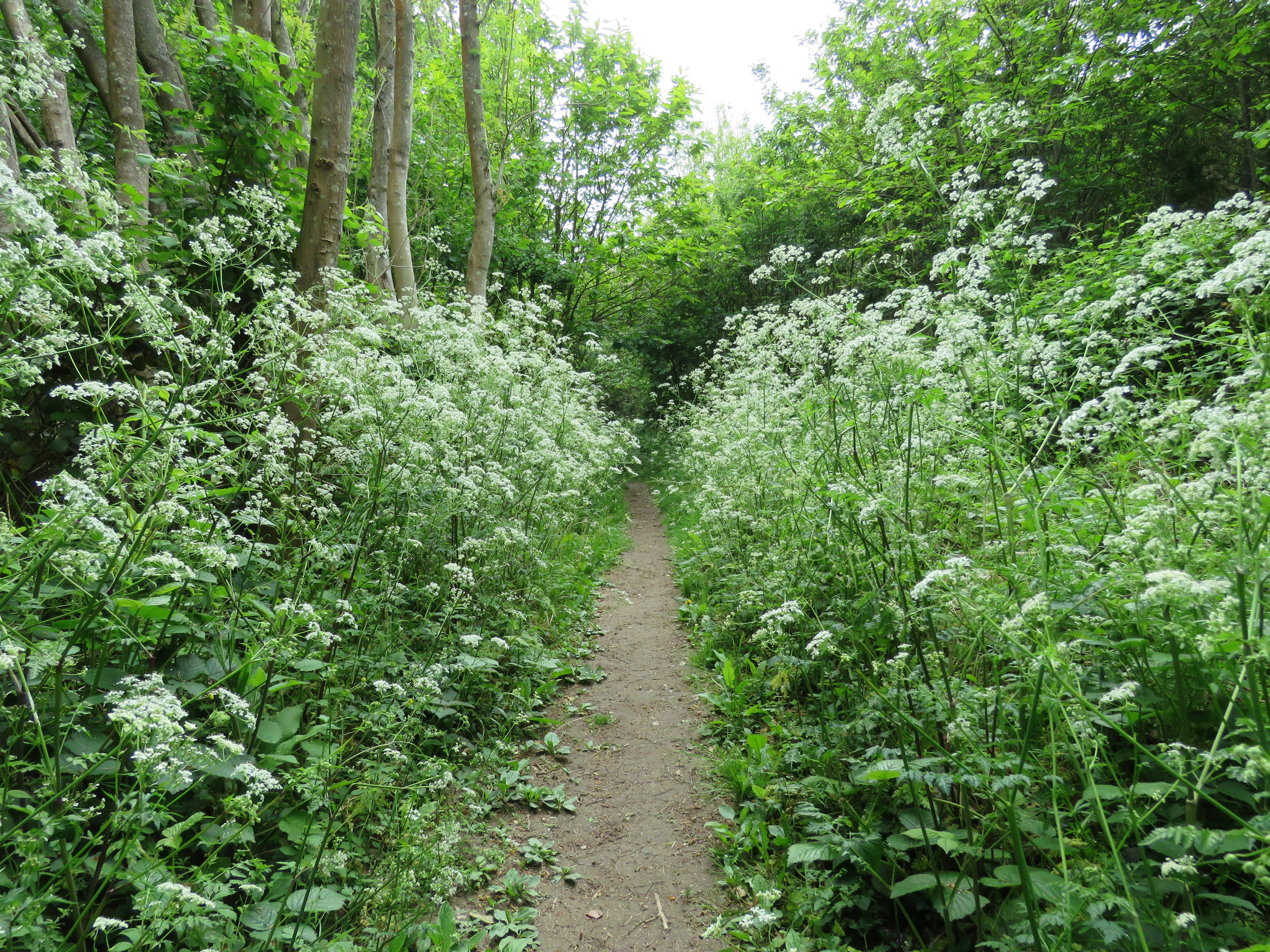 Path Through a Lush White-Flowered Corridor
