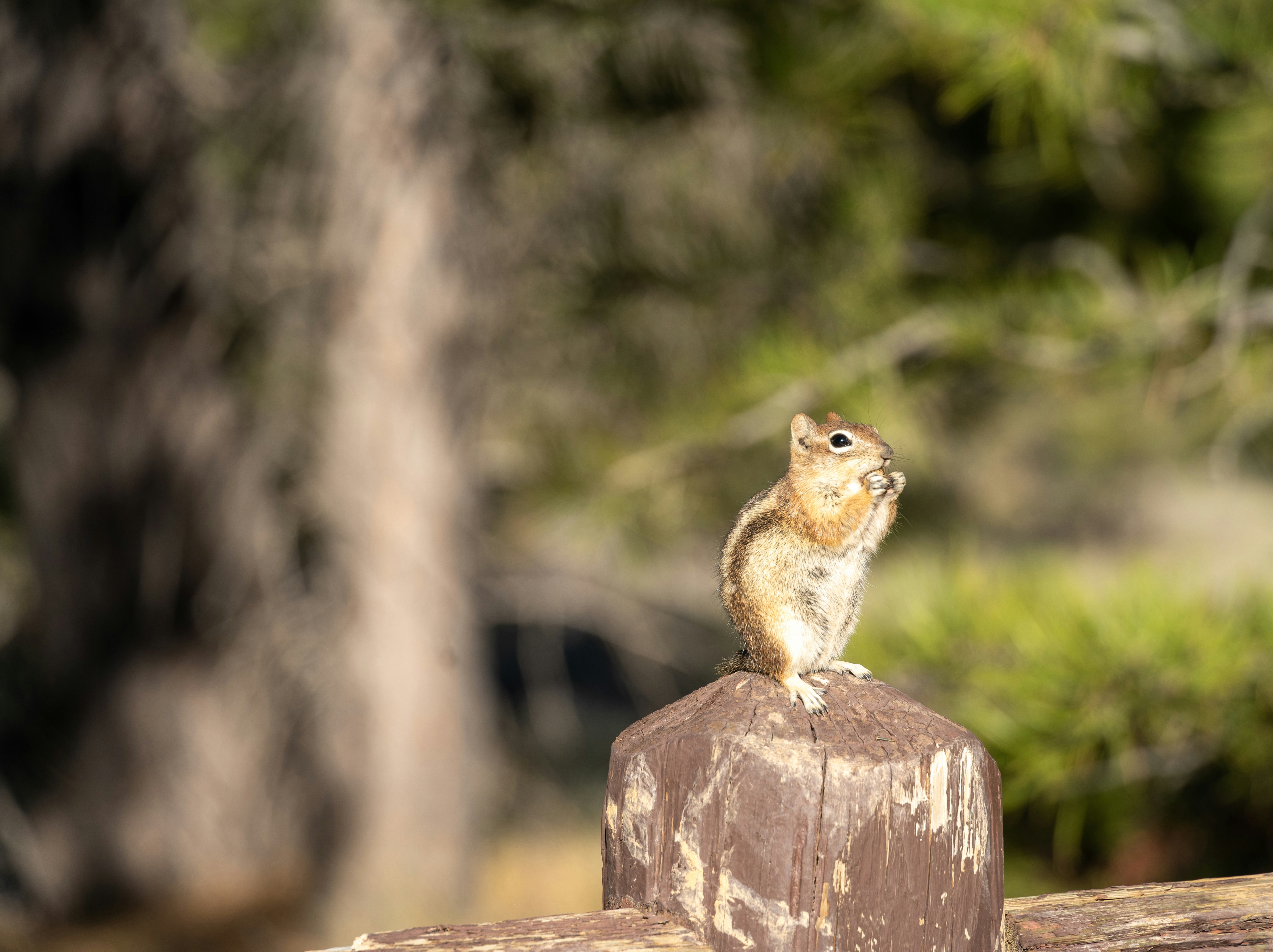 Squirrel Sentinel on a Weathered Post