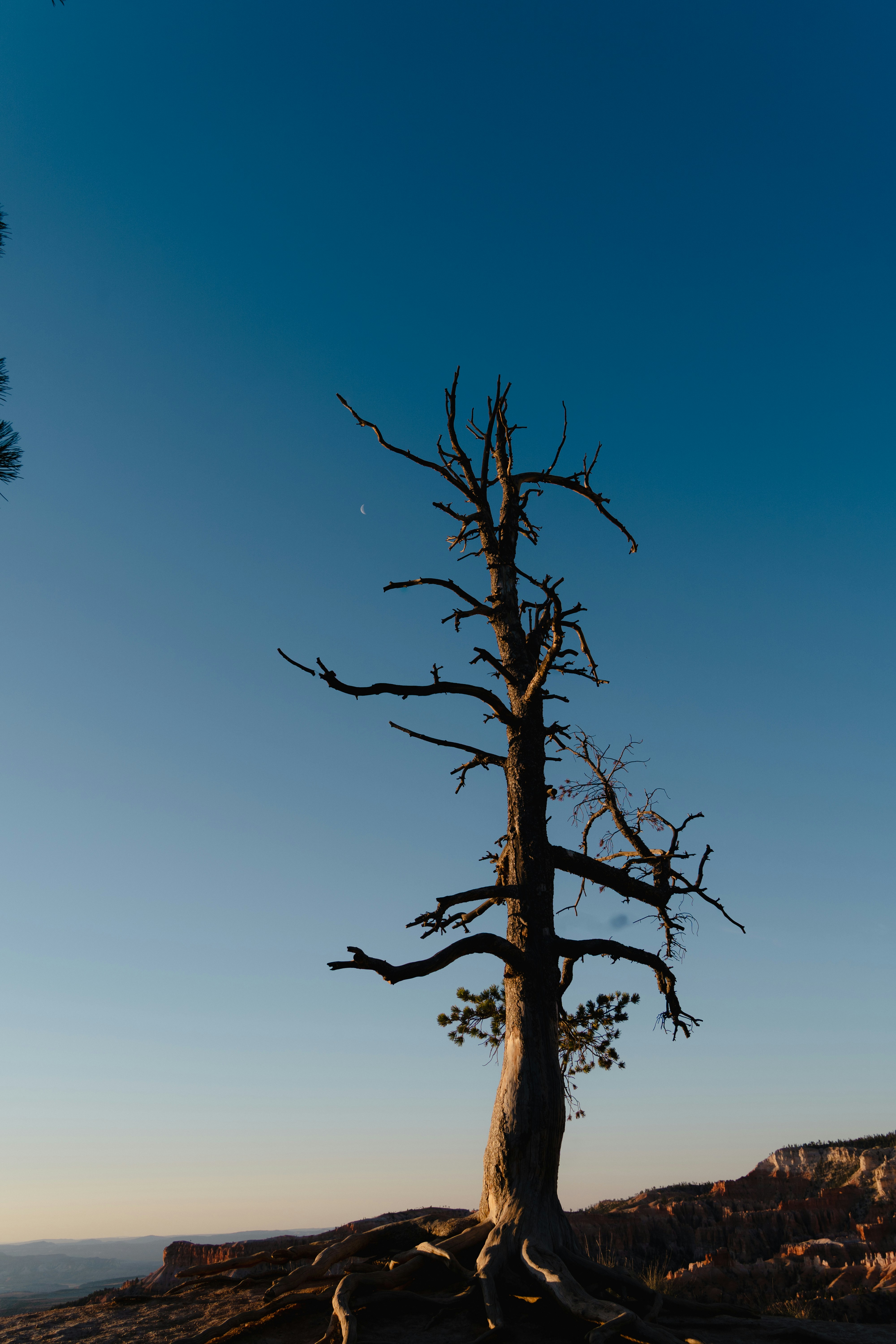 Desert Sentinel: A Time-Worn Tree Standing Against a Vast Evening Sky