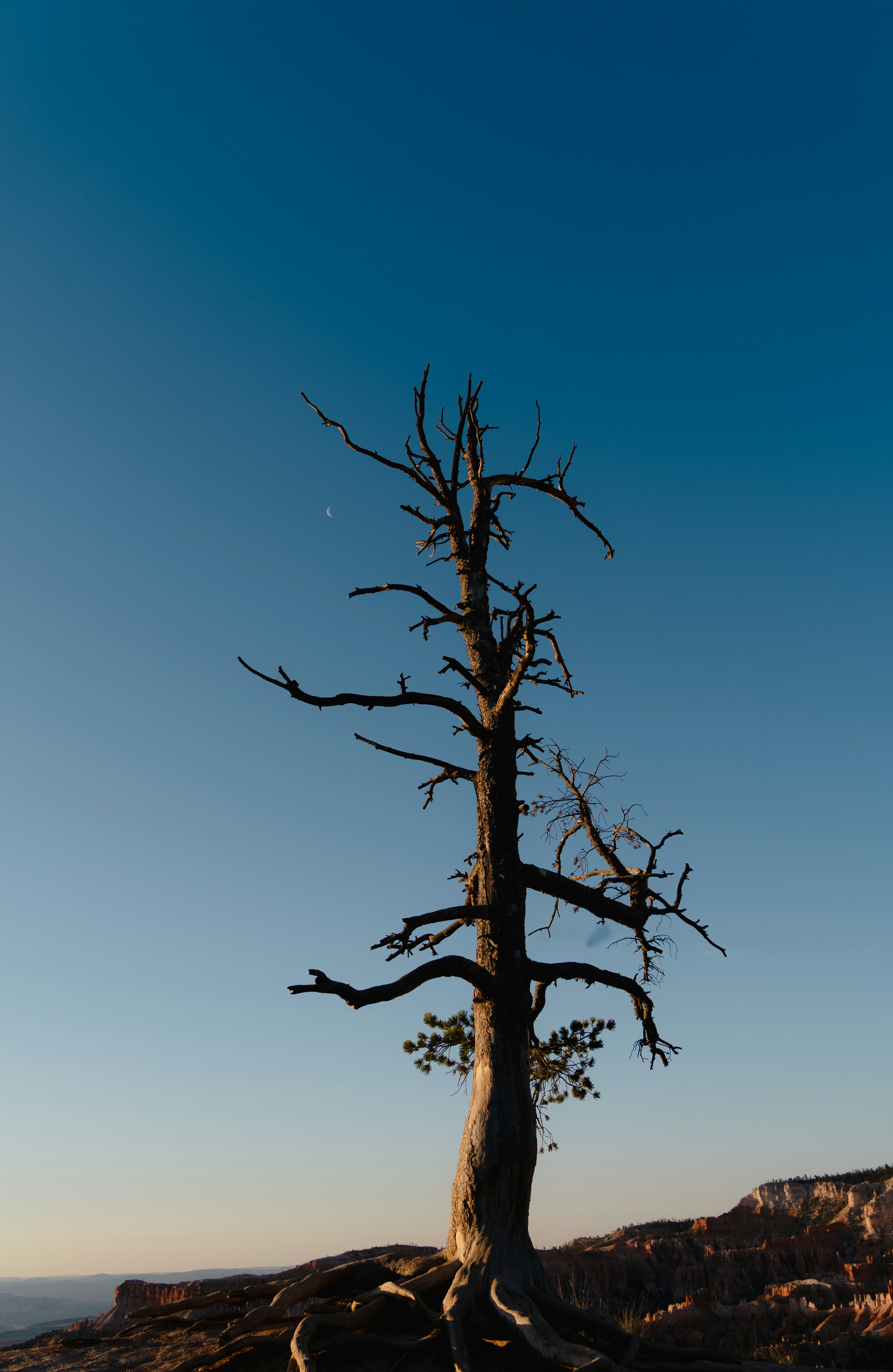 Lone Tree Against a Desert Sky at Dusk