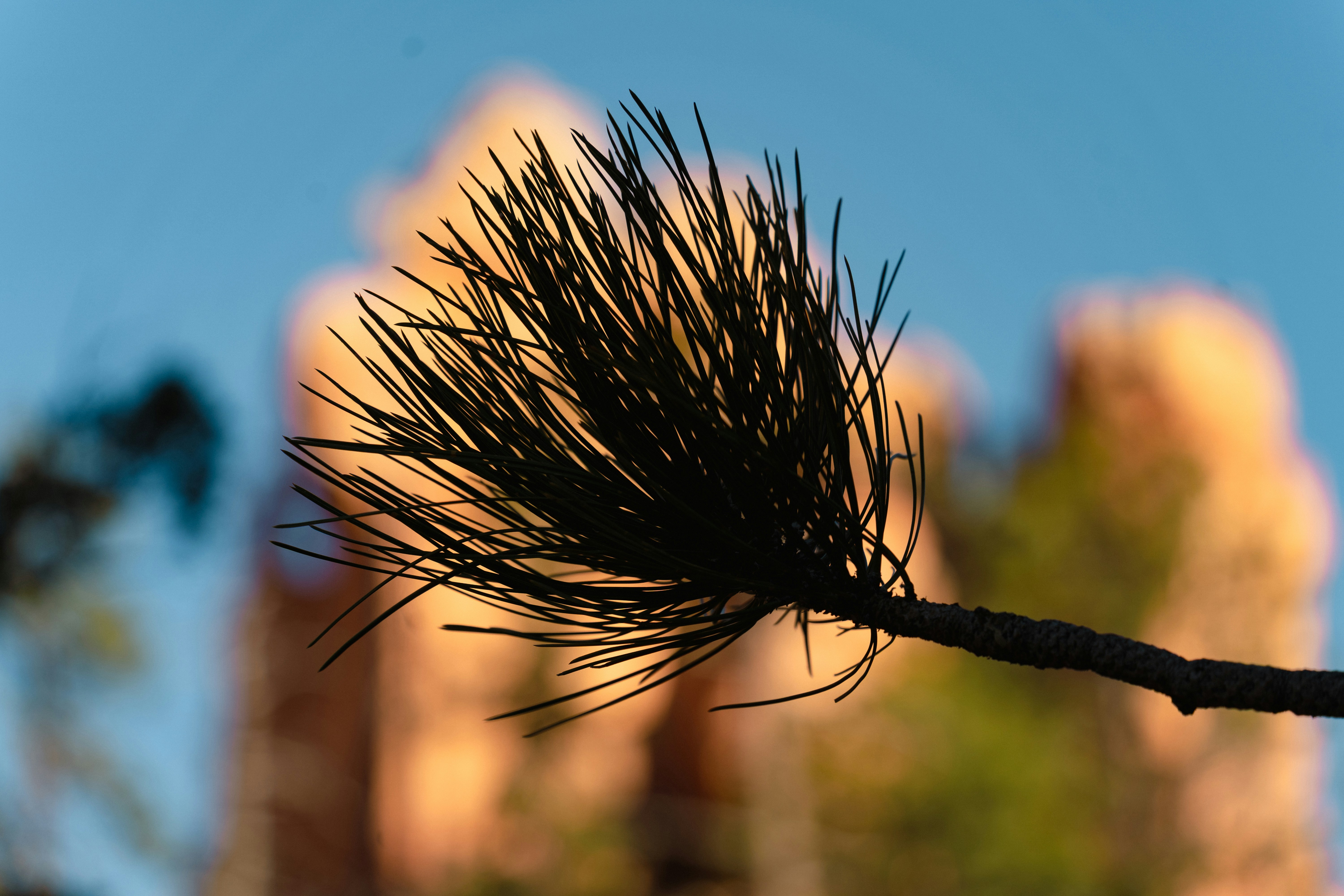 Desert Needle: A Closeup of a Curled Pine Howl Against a City Glow