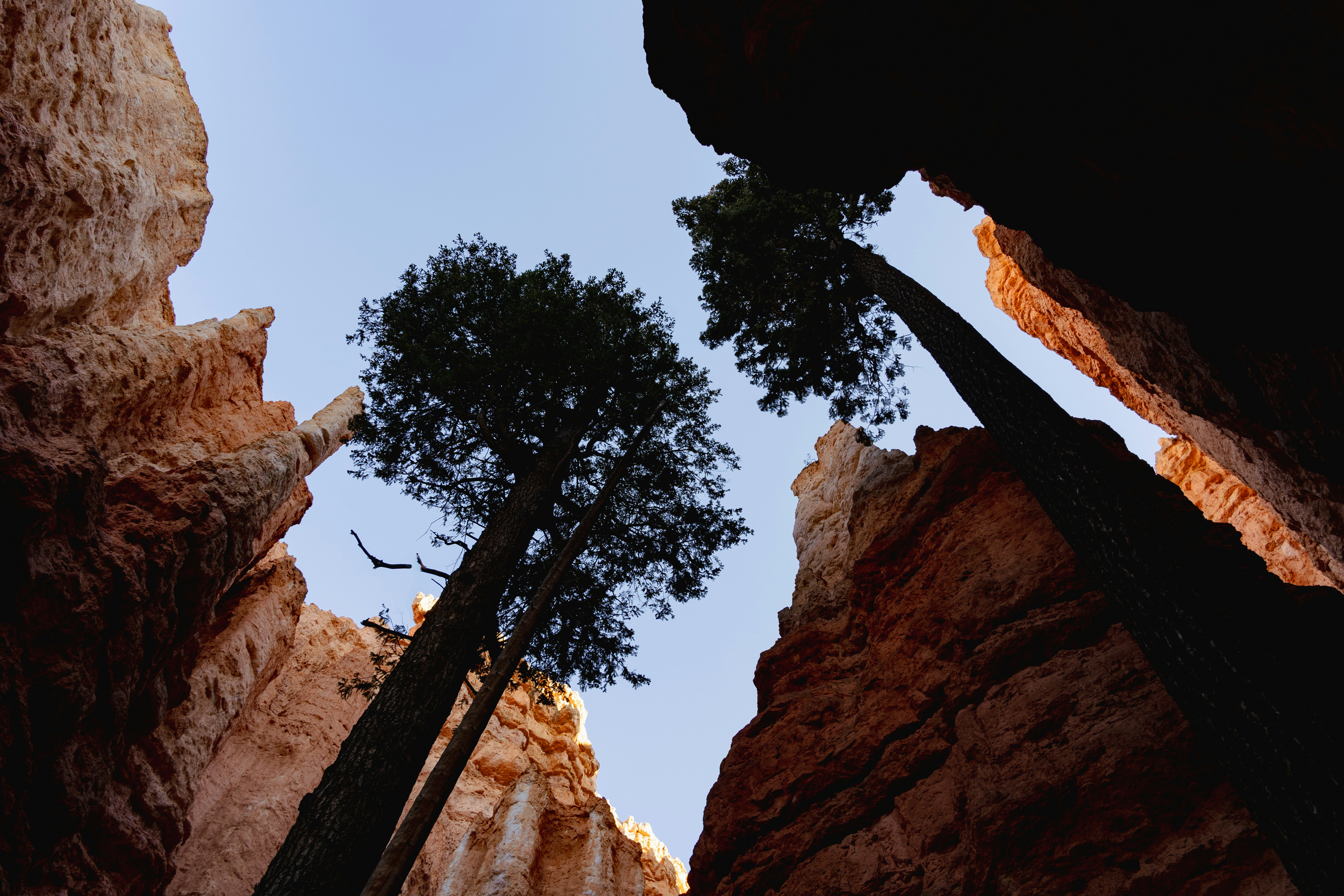 Skyward Canyon: Trees Reaching Through Red Rock Gorges