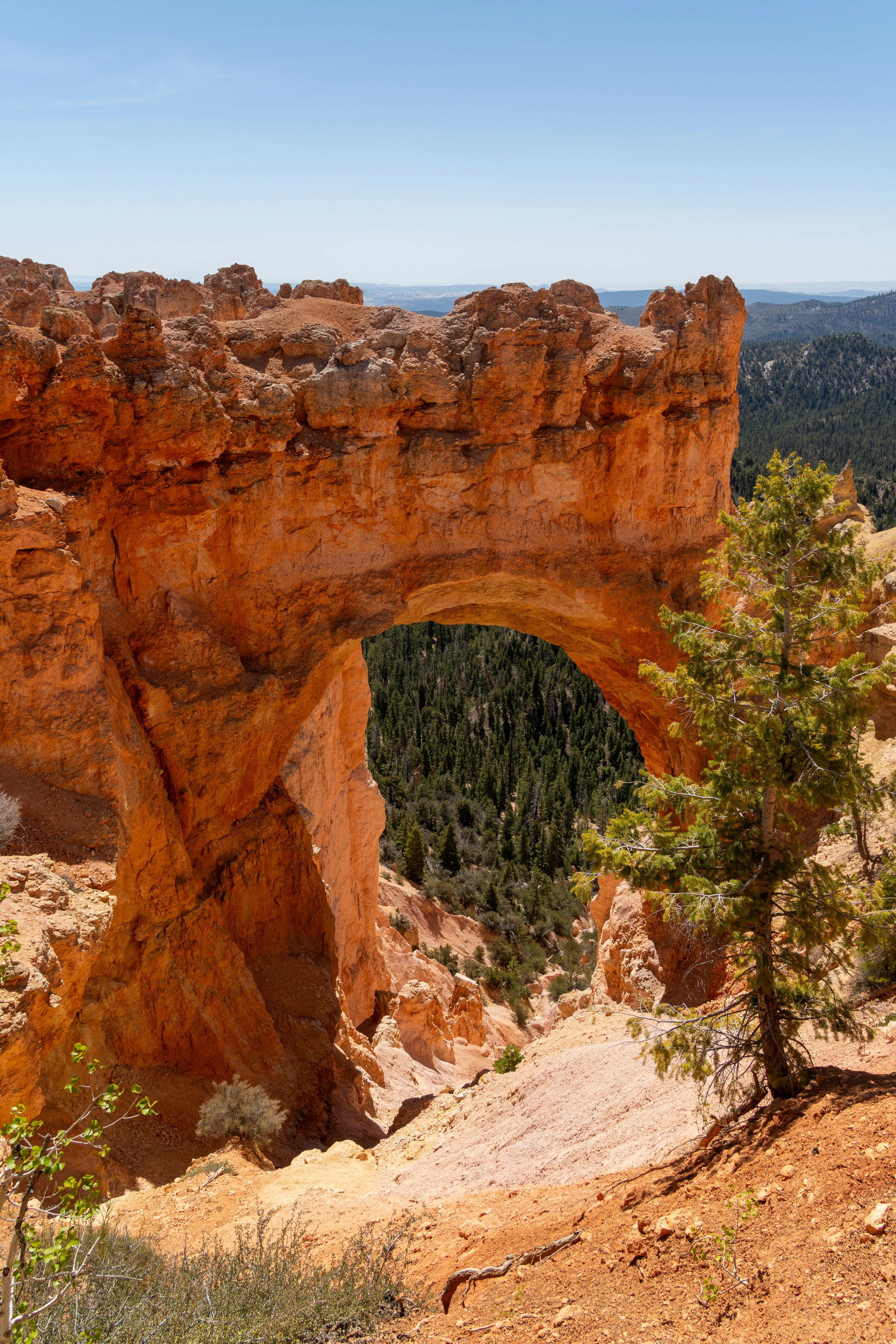 Arched Red Rock Overlook amid Pine and Forested Valley