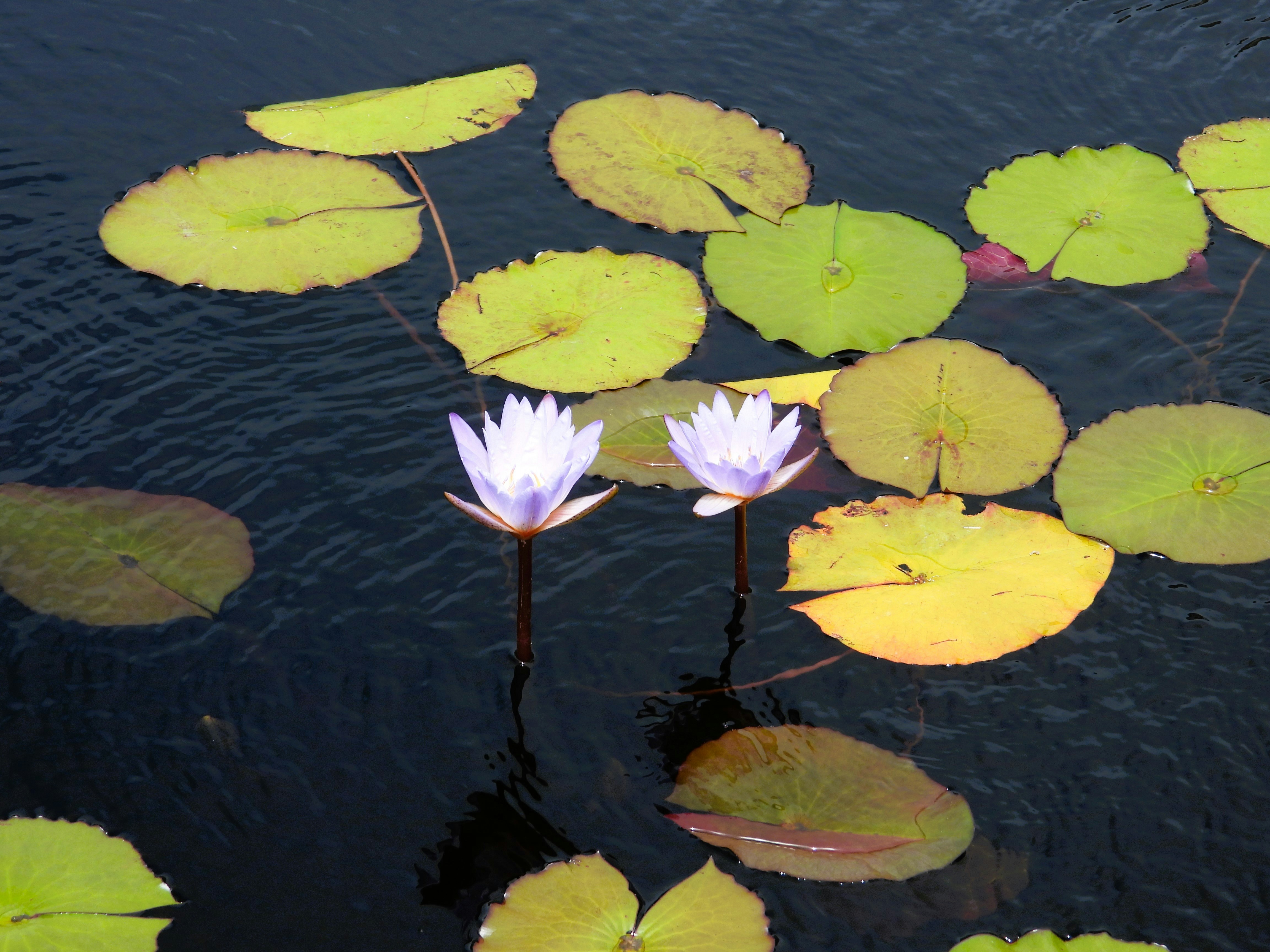 Two Water Lilies Reaching Toward the Sun Across a Patch of Quiet Pond