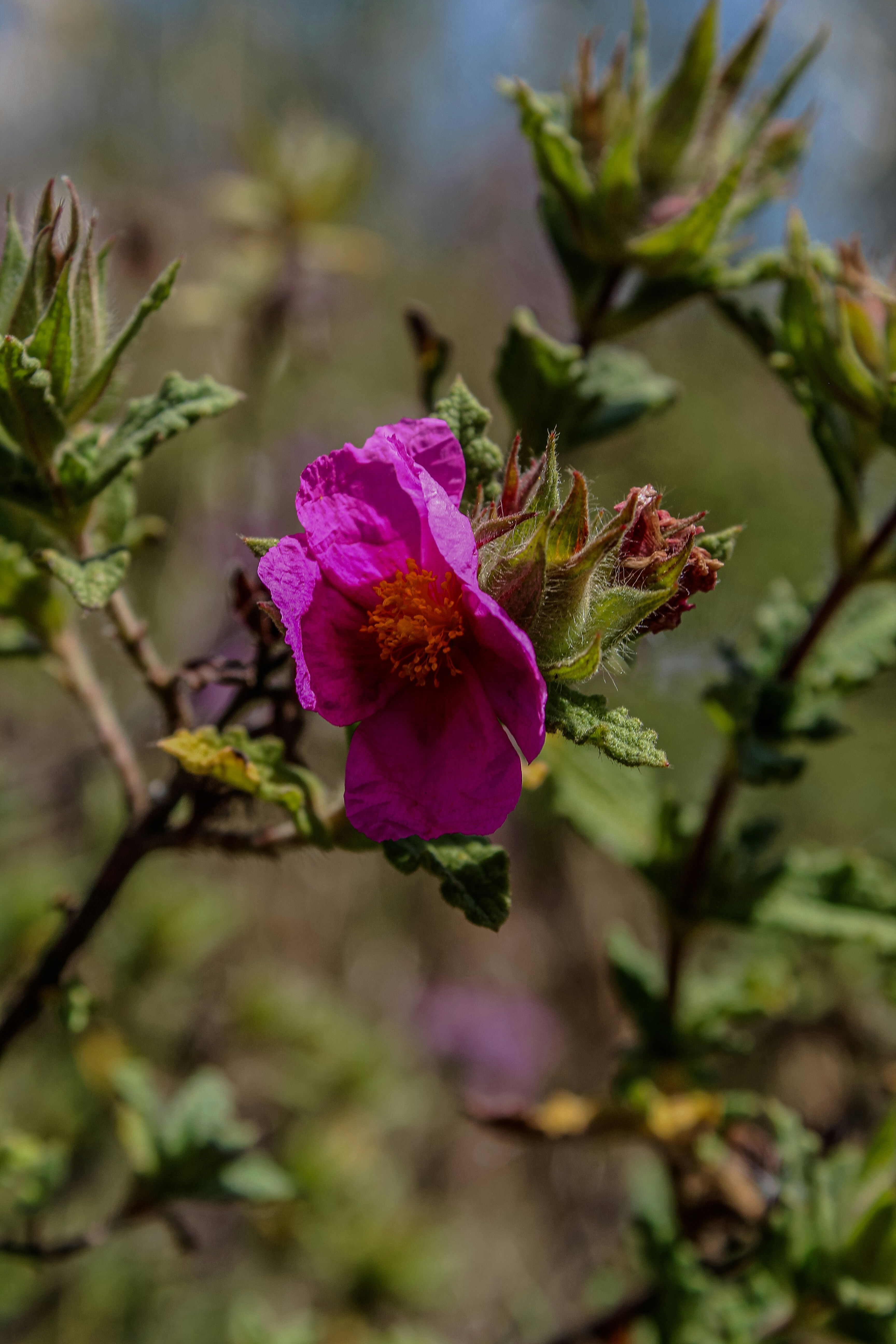 Magenta Bloom in Focus: A Close Encounter with Spring