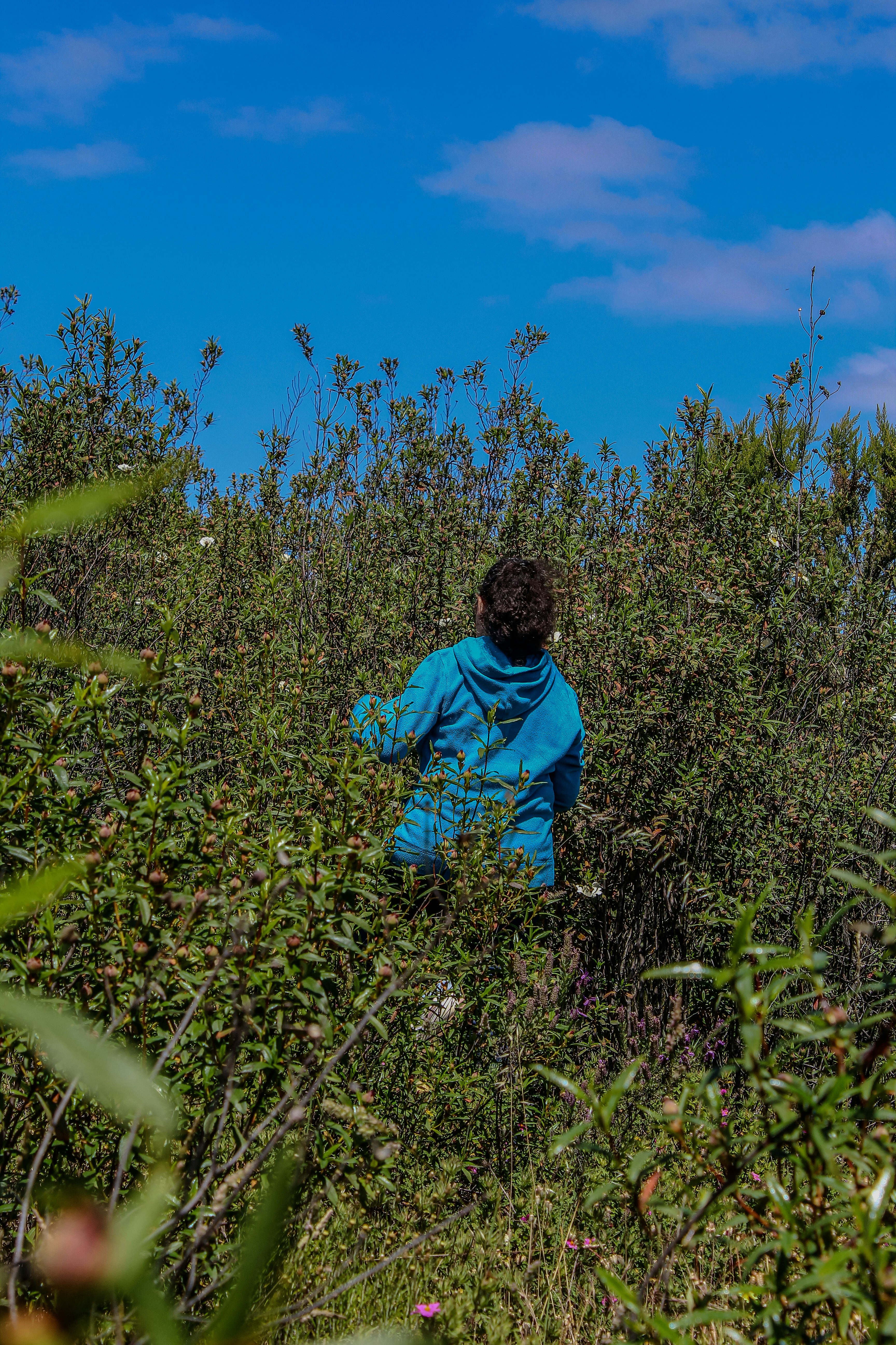 Blue hoodie in a hazy green thicket under a clear blue sky