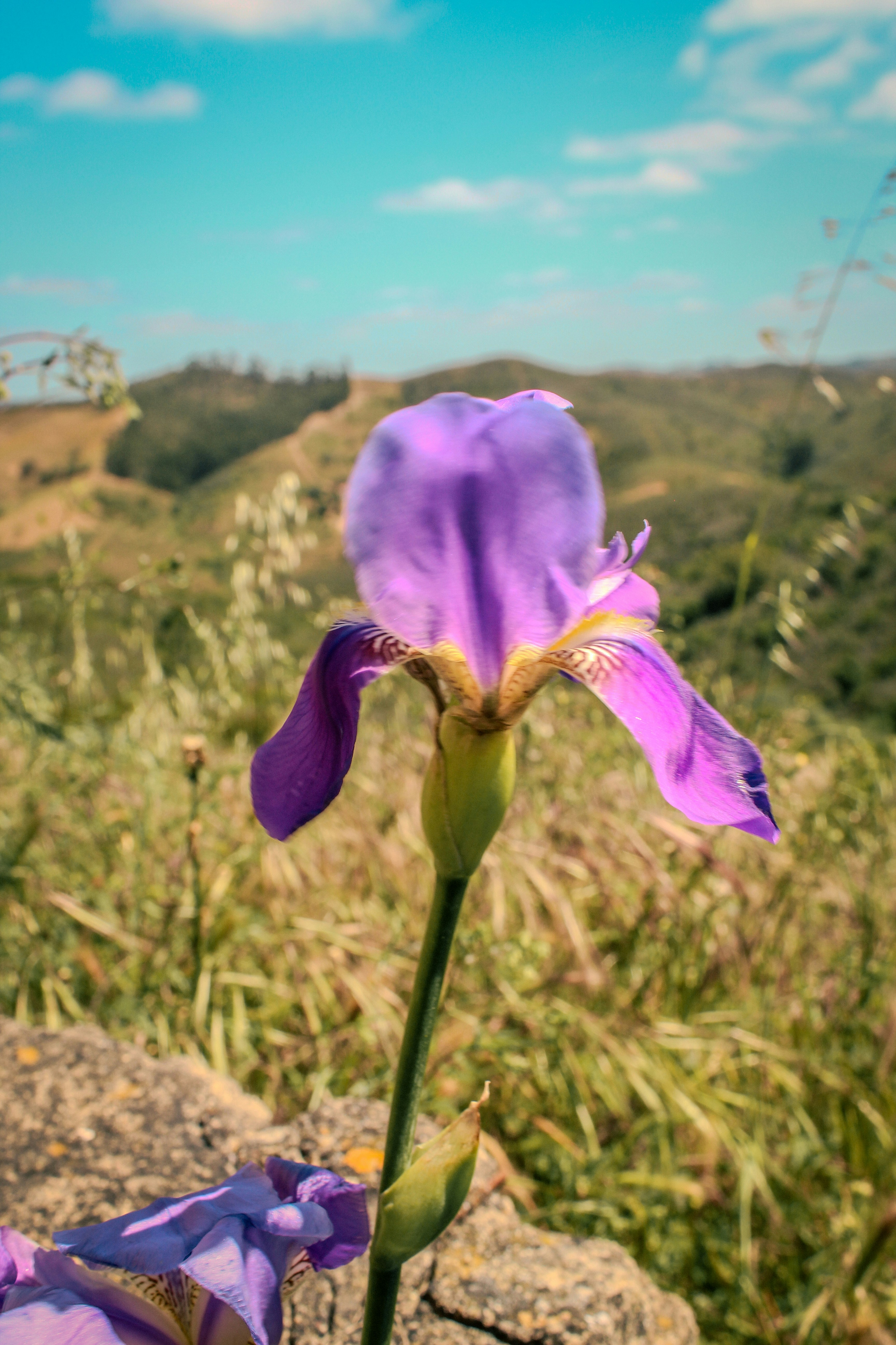Purple Iris Crowned by Open Sky in a Sunlit Field