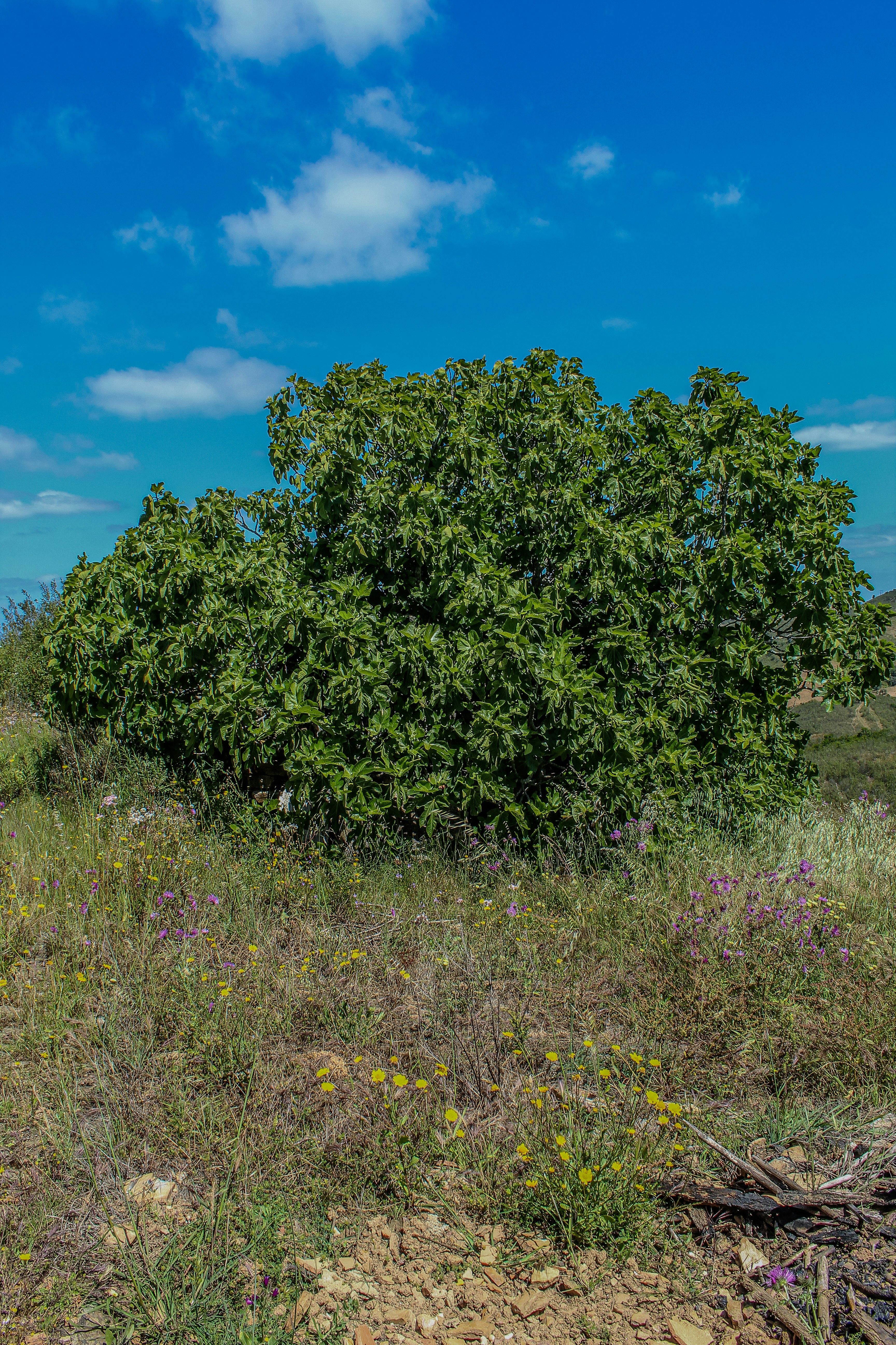 Verdant Sentinel: A Bold Citrus-Leaf Canopy Under a Wide Blue Sky