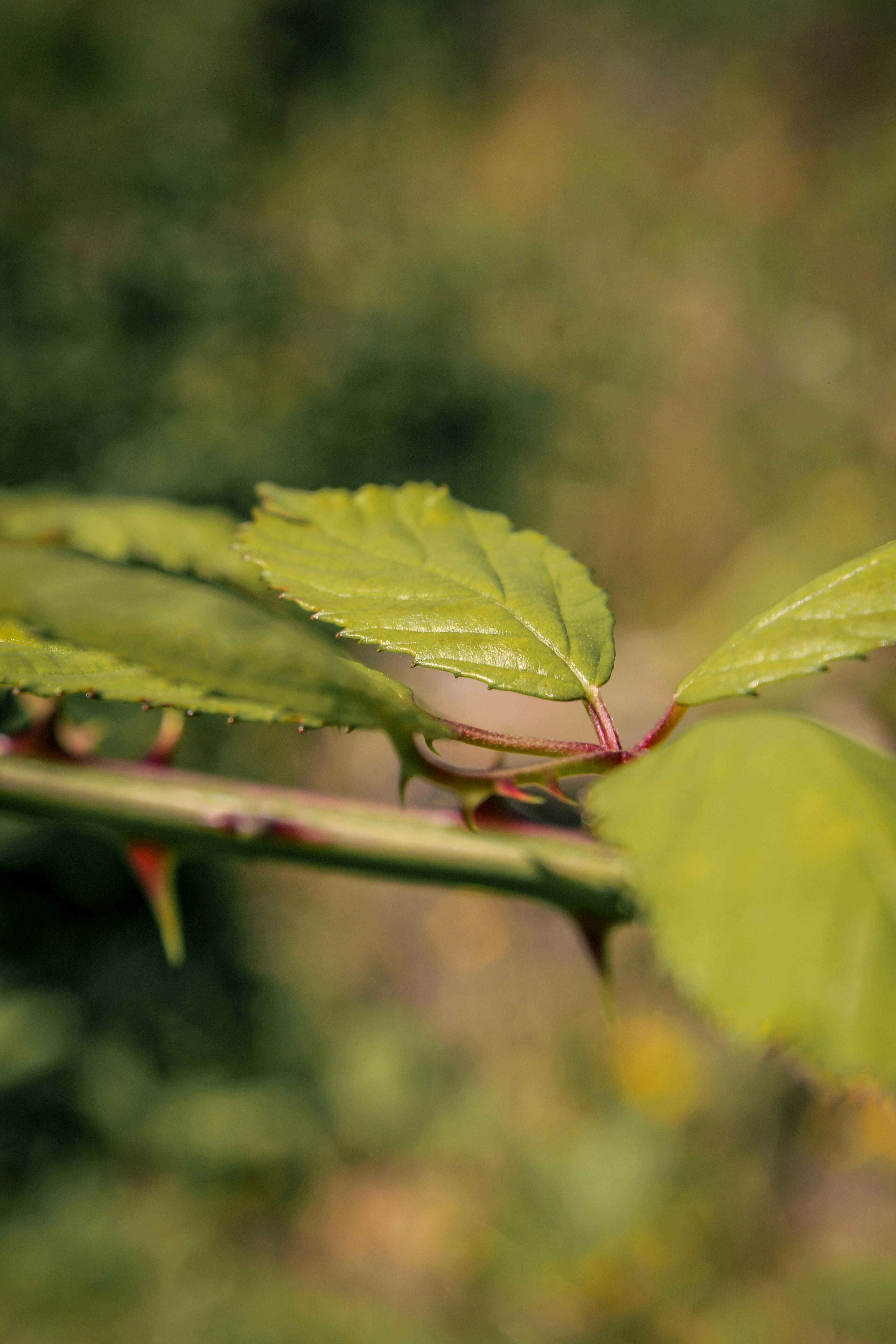 Tender leaf edge catching morning light on a quiet bramble
