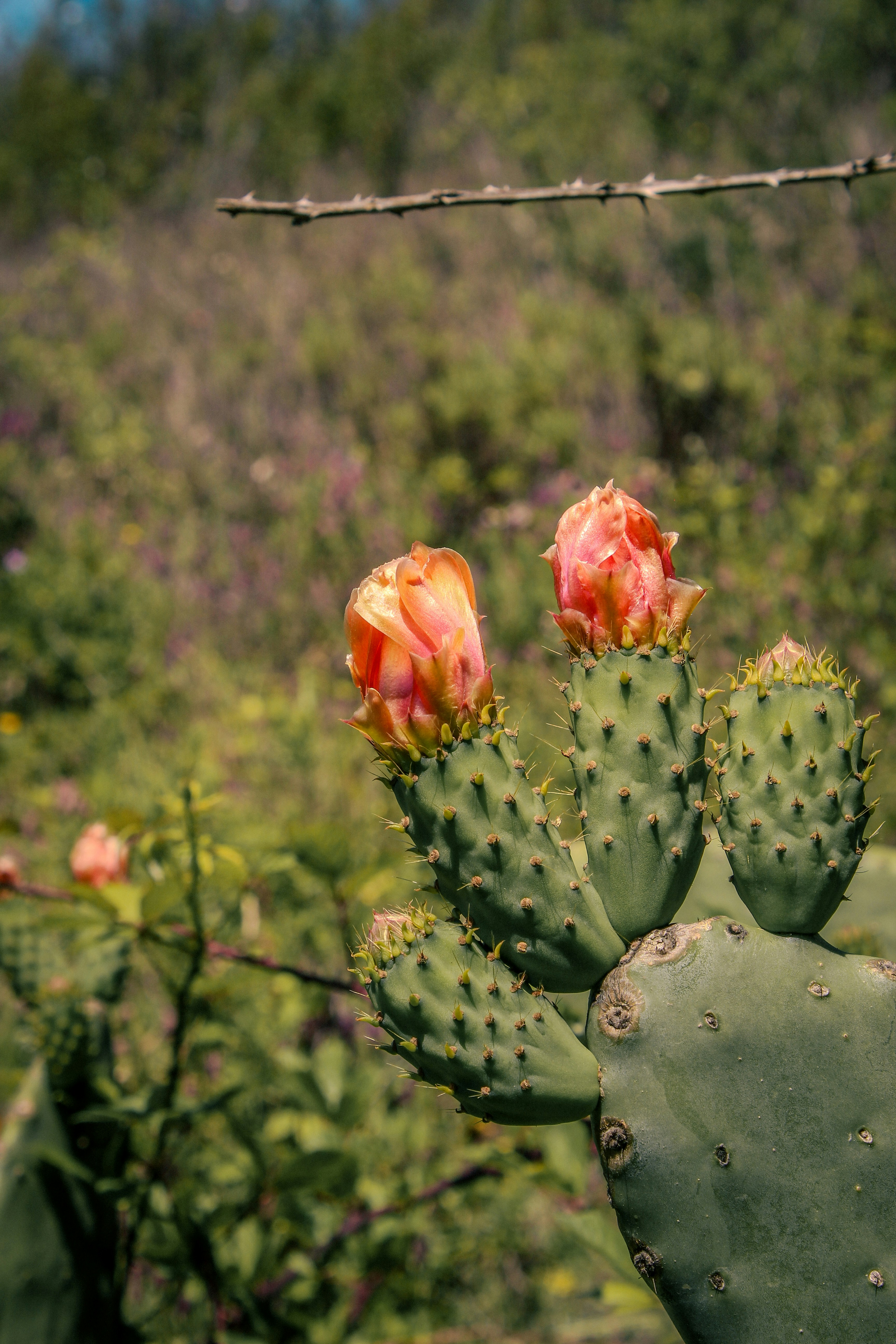 Blooming Cactus Against a Quiet Desert Thicket