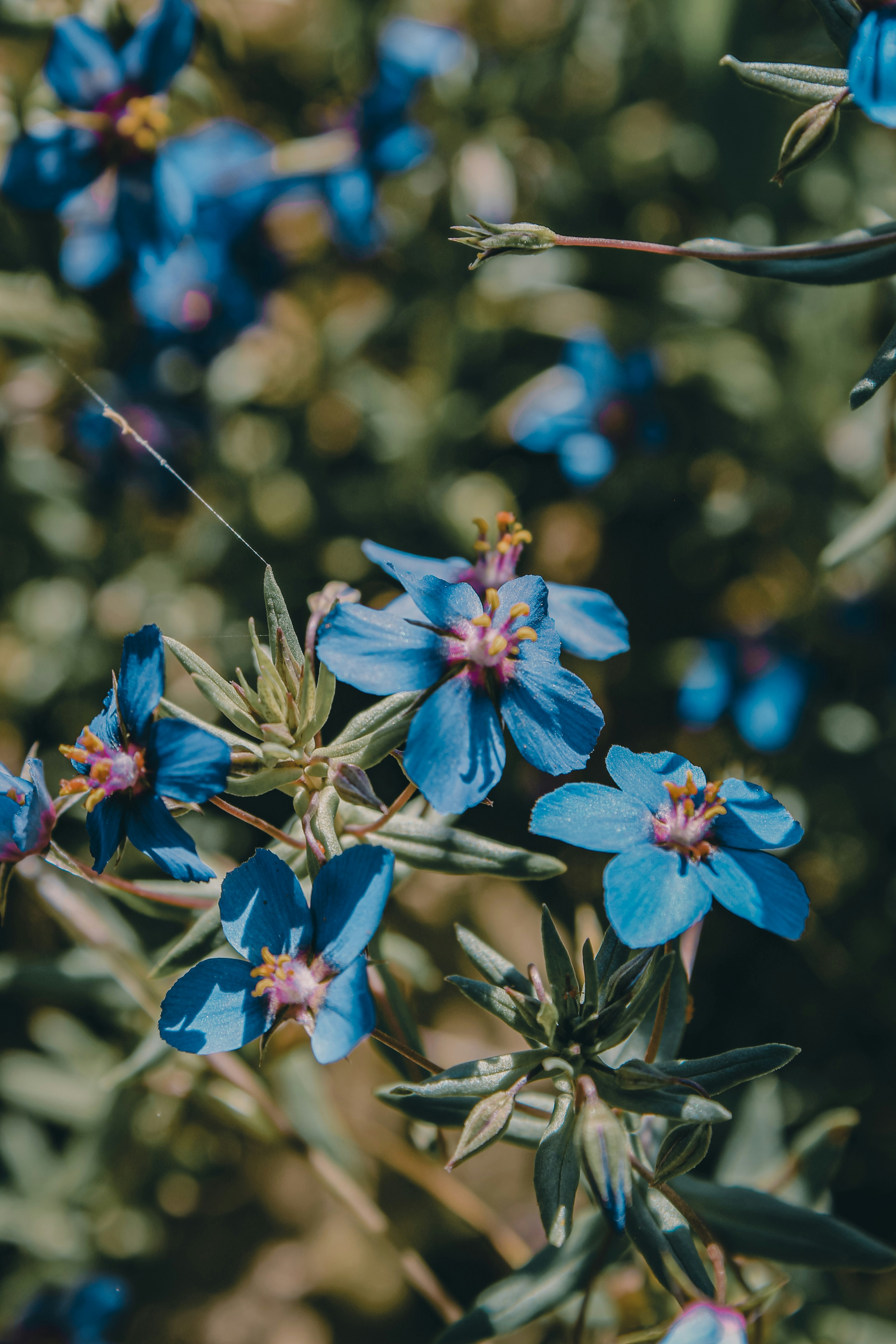 Azure Blooms in Soft Evening Light