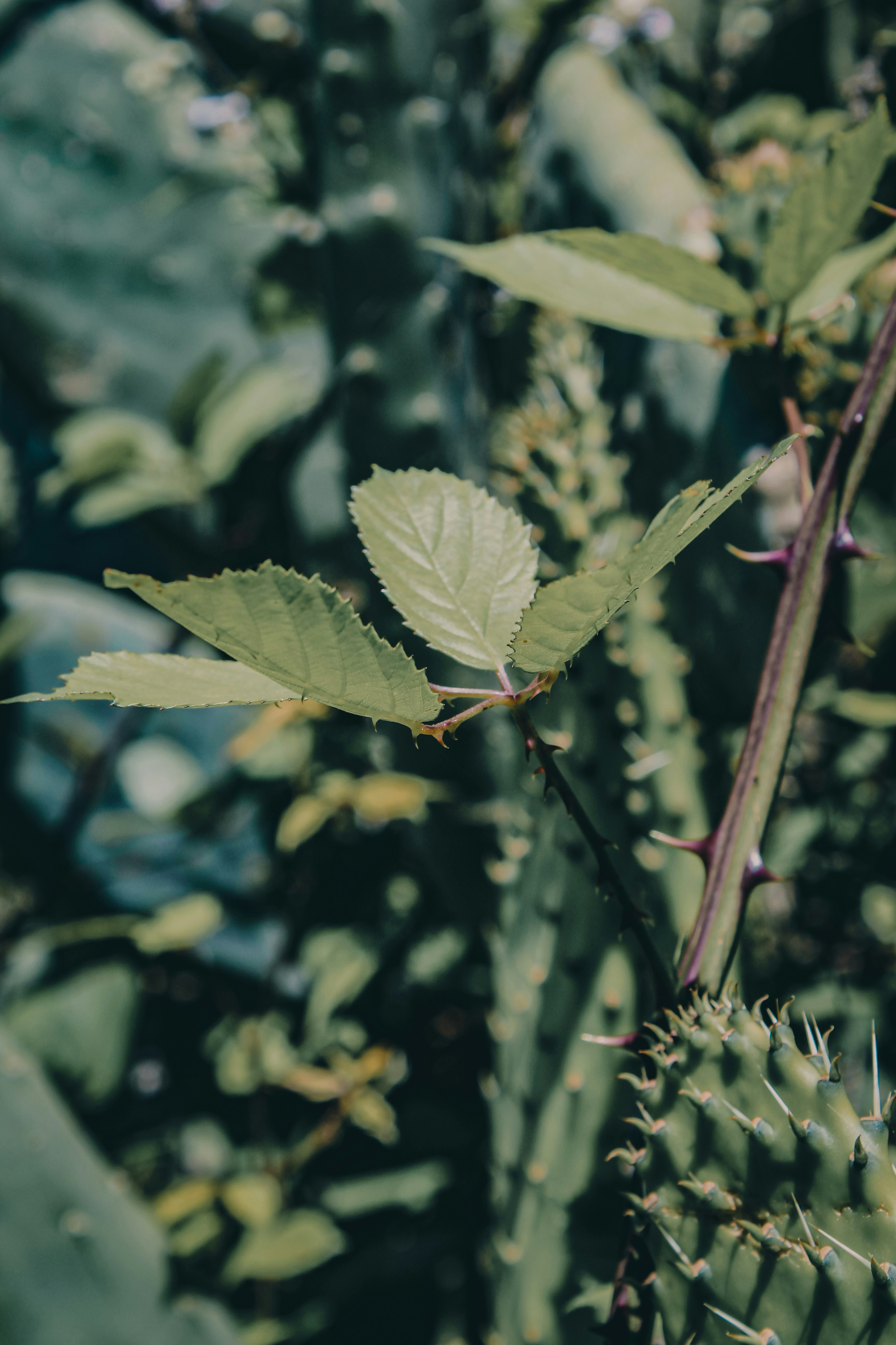 Emerald Vein: A Close-Up of Thorny Stems and Fresh Leaves