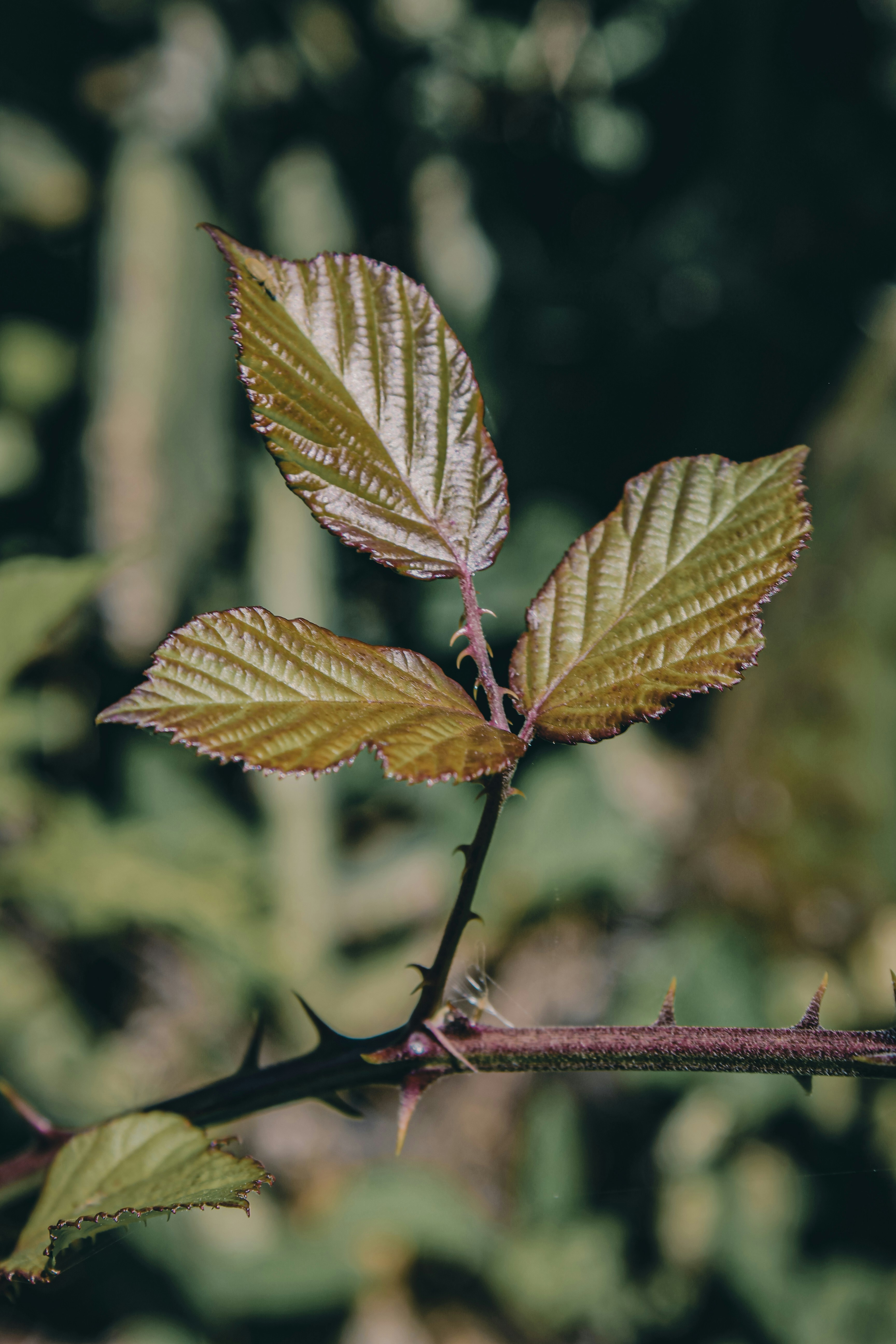 Emerging Shoot: Fresh Leaves Reach Toward the Sun