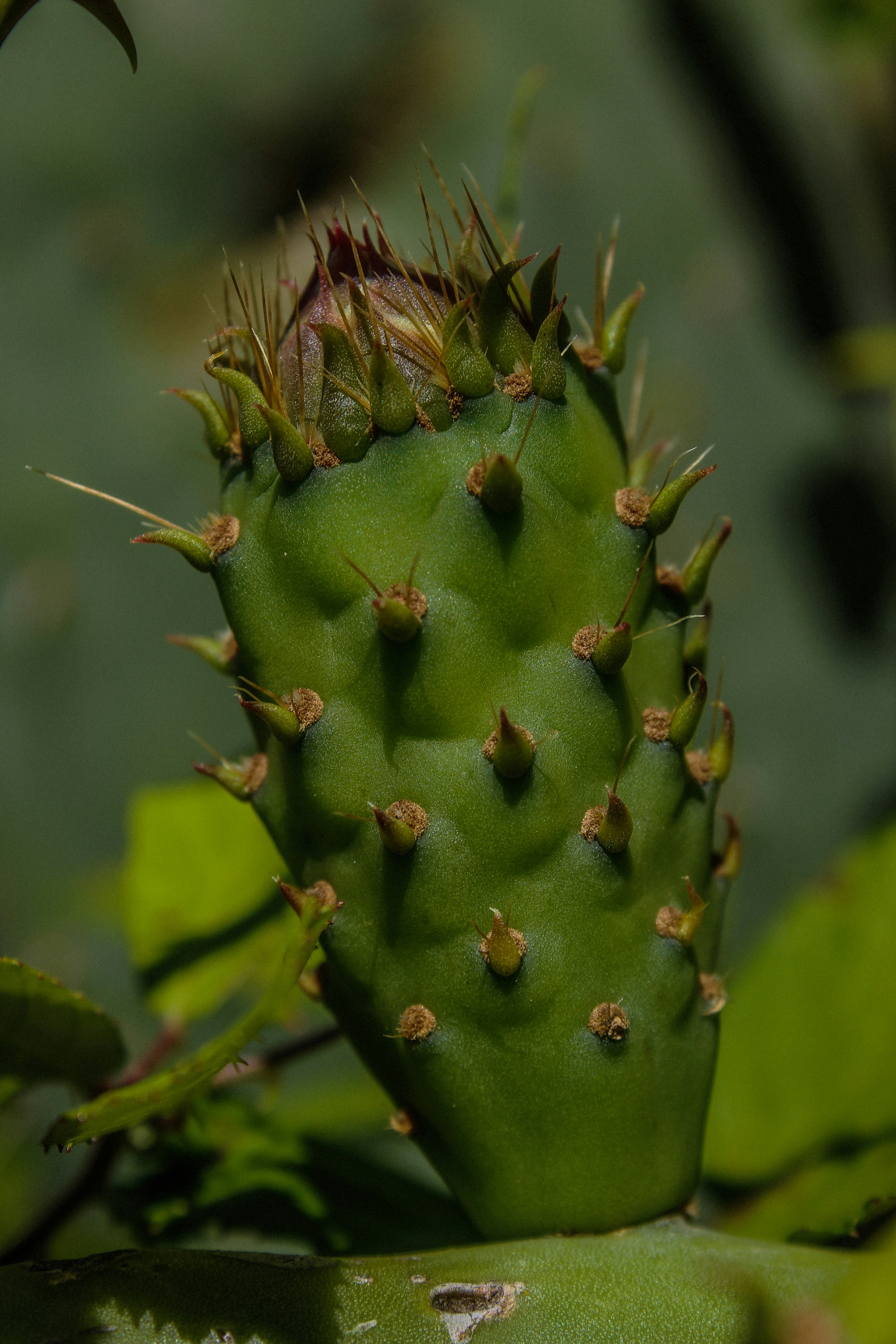 Emerald Cactus Spike: a close-up of a green pad with knobby spines