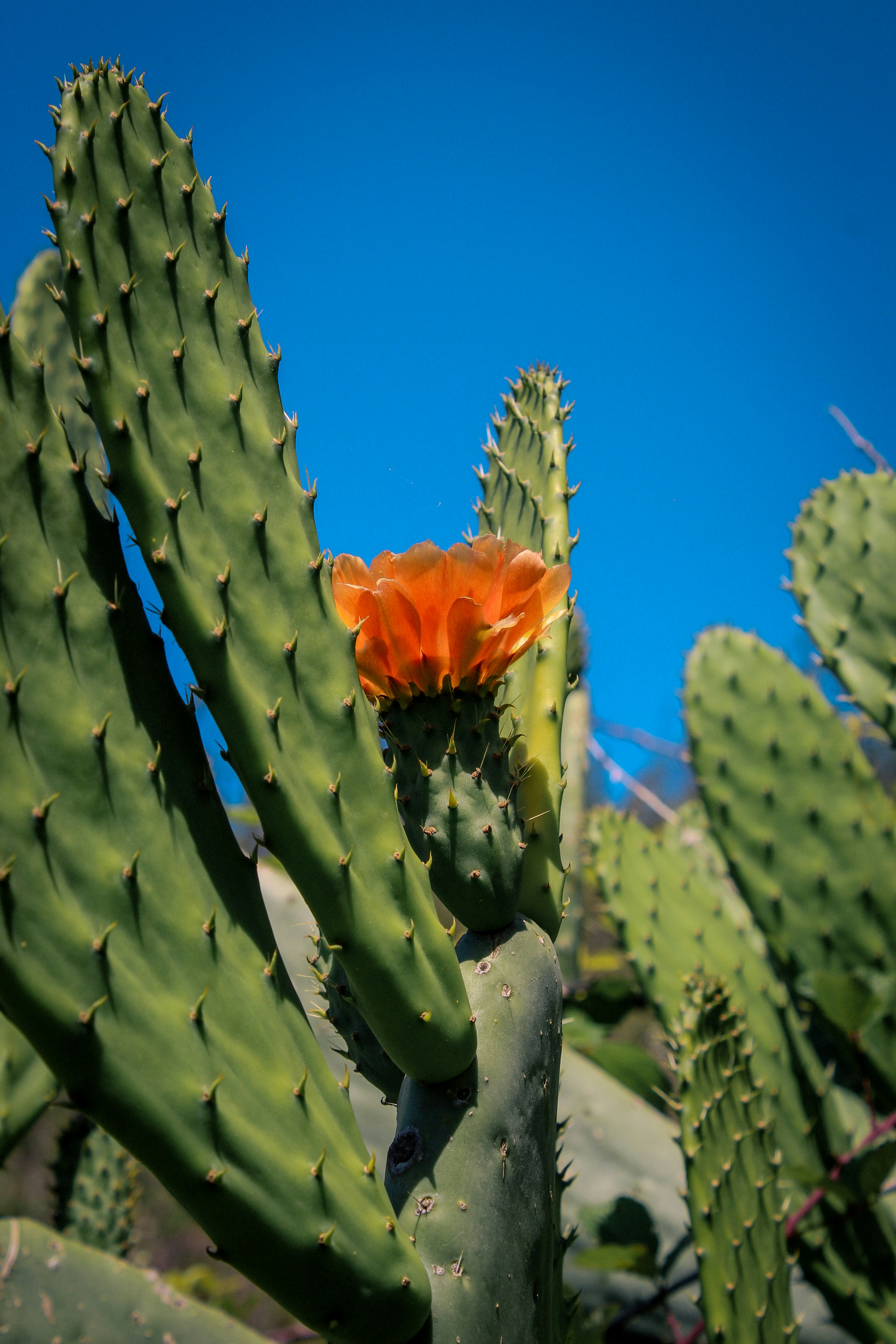 Prickly pear cactus with a bright orange flower.