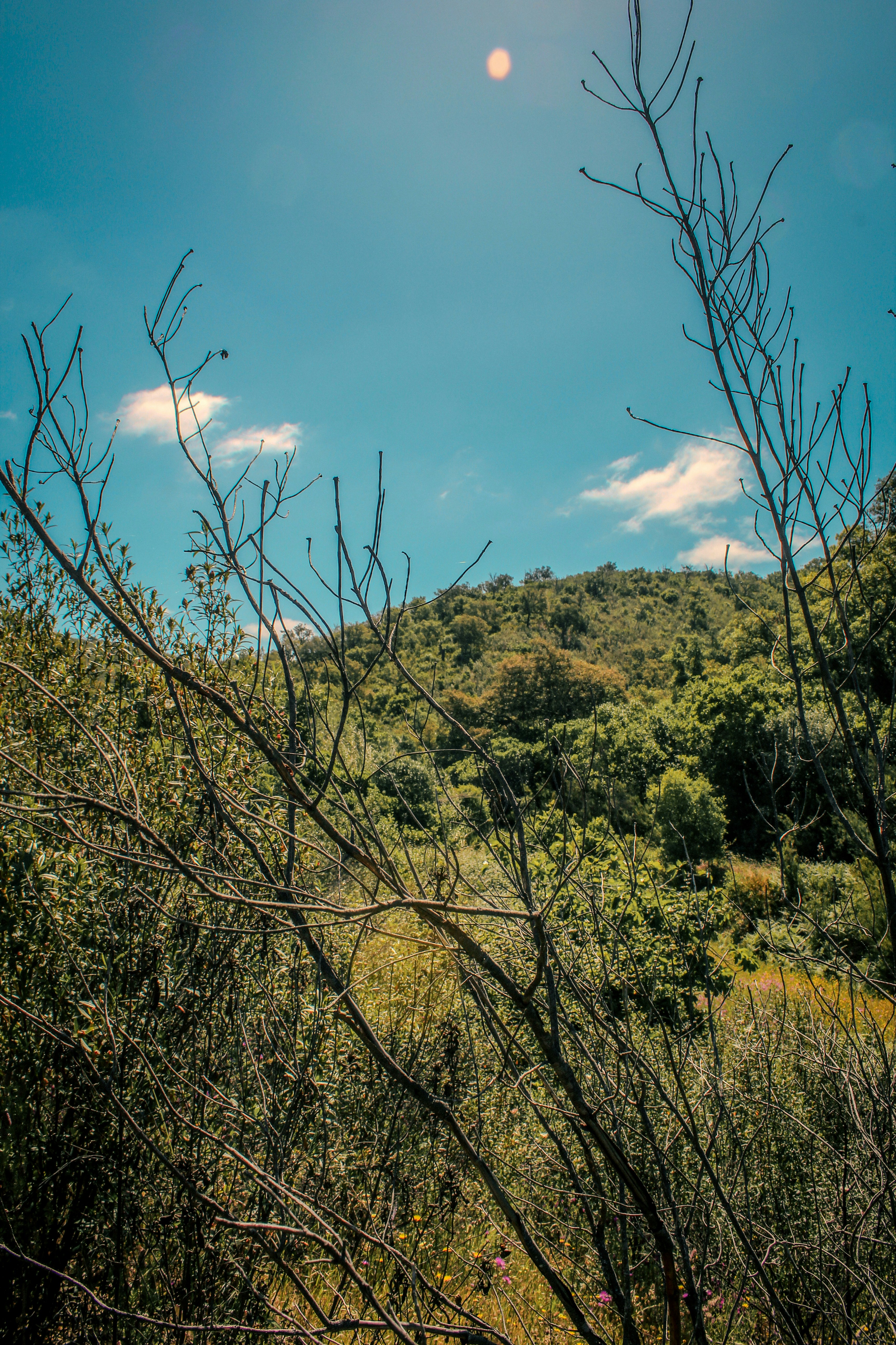 Sunlit Corridor: Branches Frame a Quiet Hillscape Under a Clear Sky