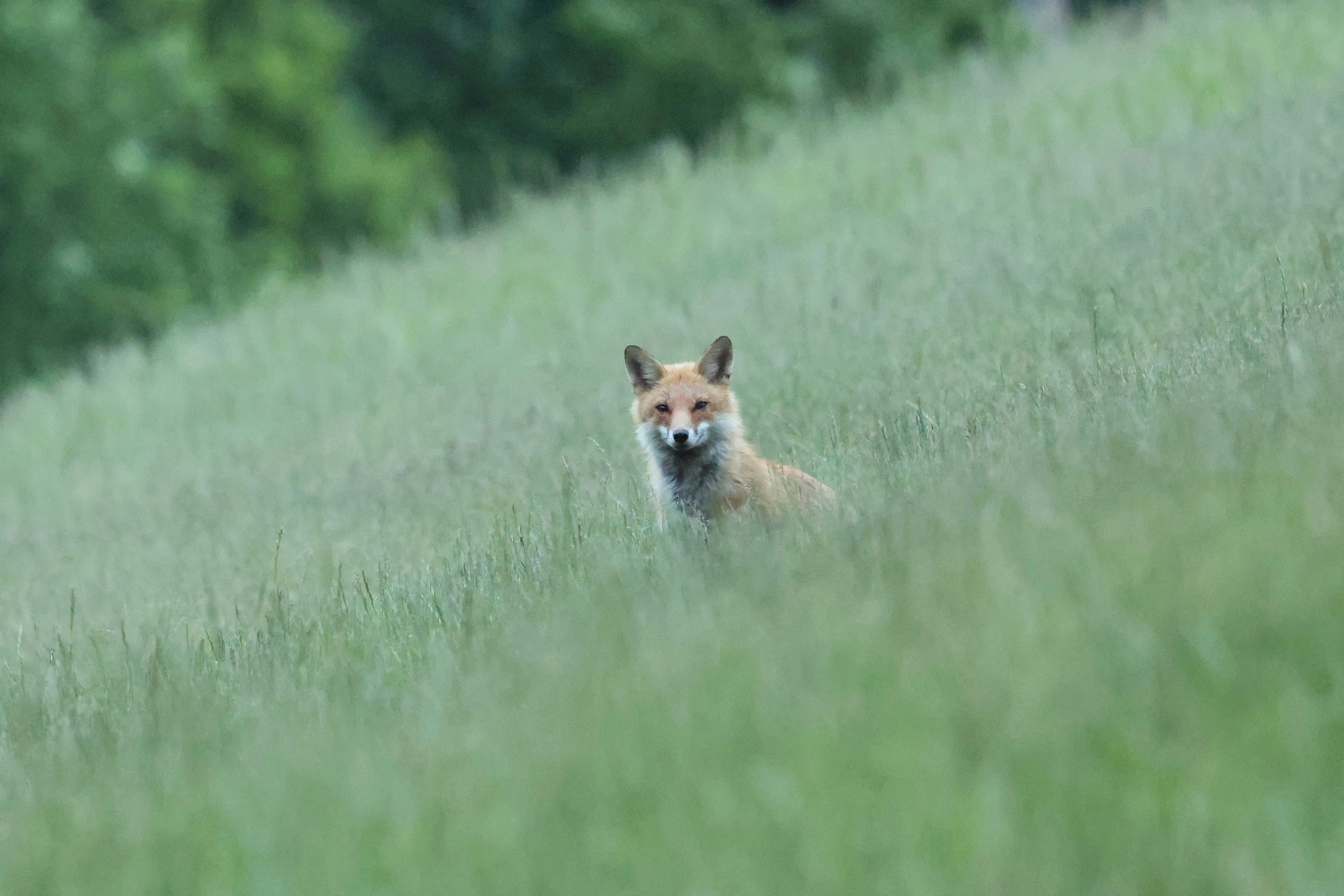 A Quiet Red Fox Emerges from the Grassy Veil