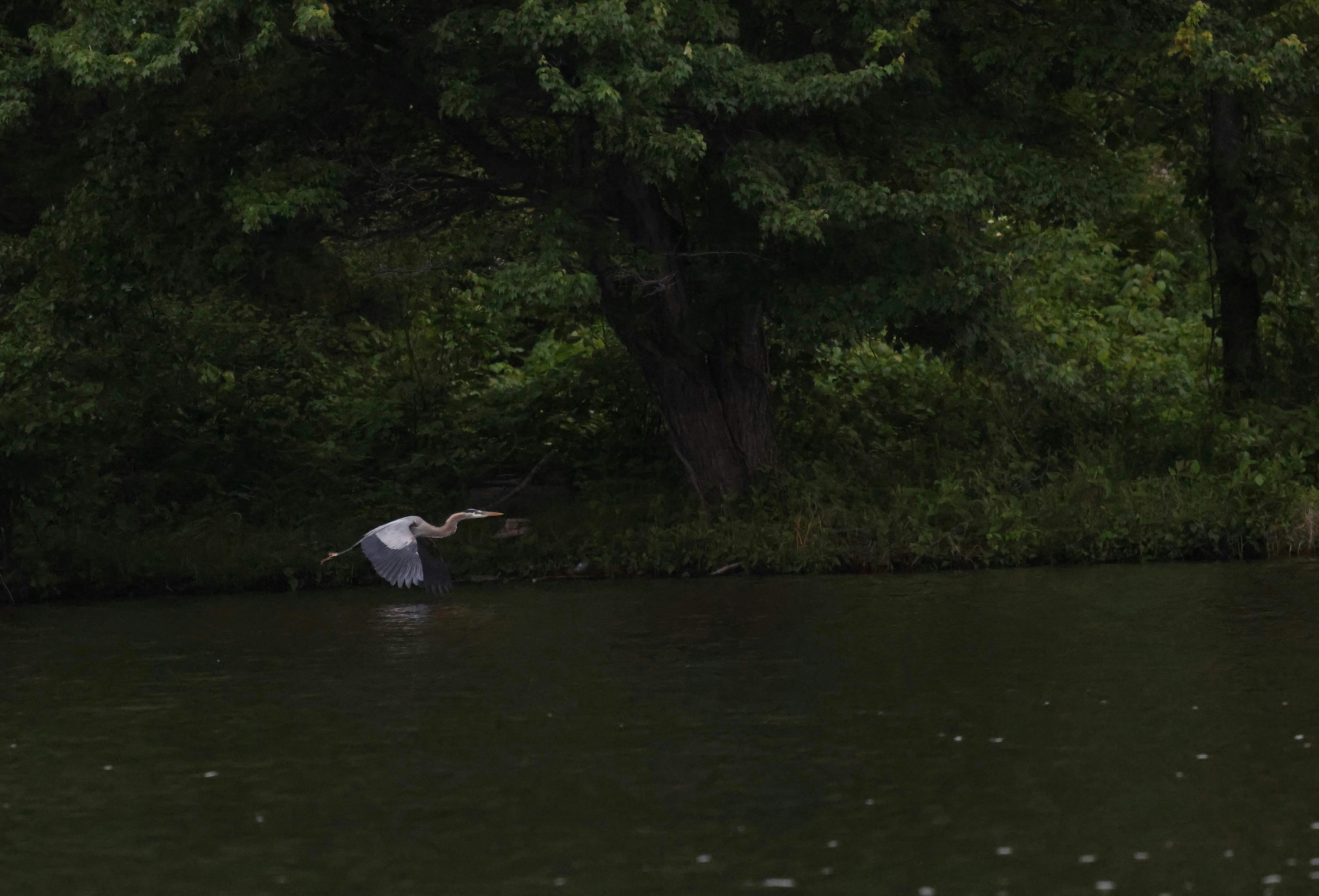 Heron Gliding Over Quiet Waters at Dusk