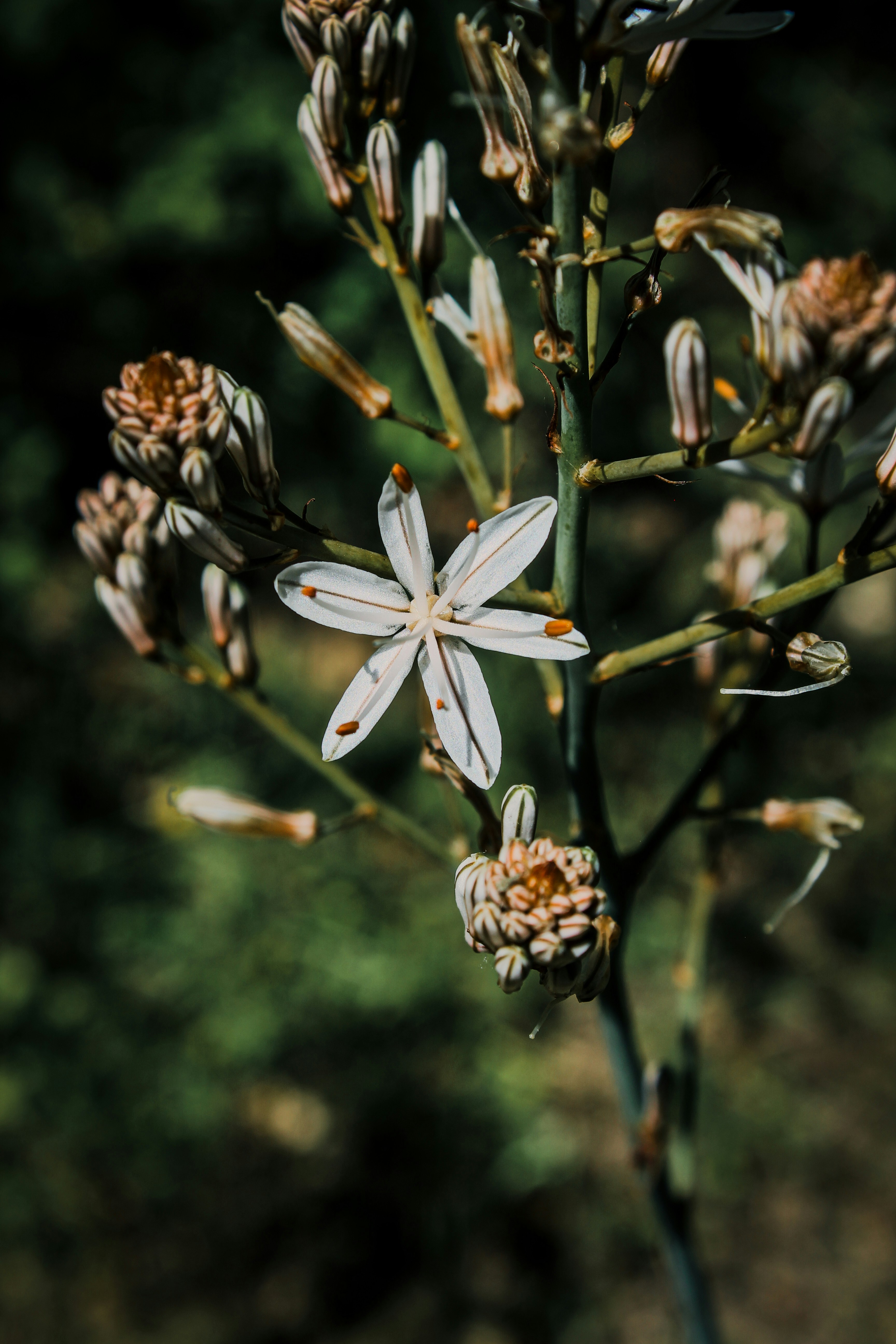 Cruciform Blossom in Focus: A White Lily Amidst Seed Pods