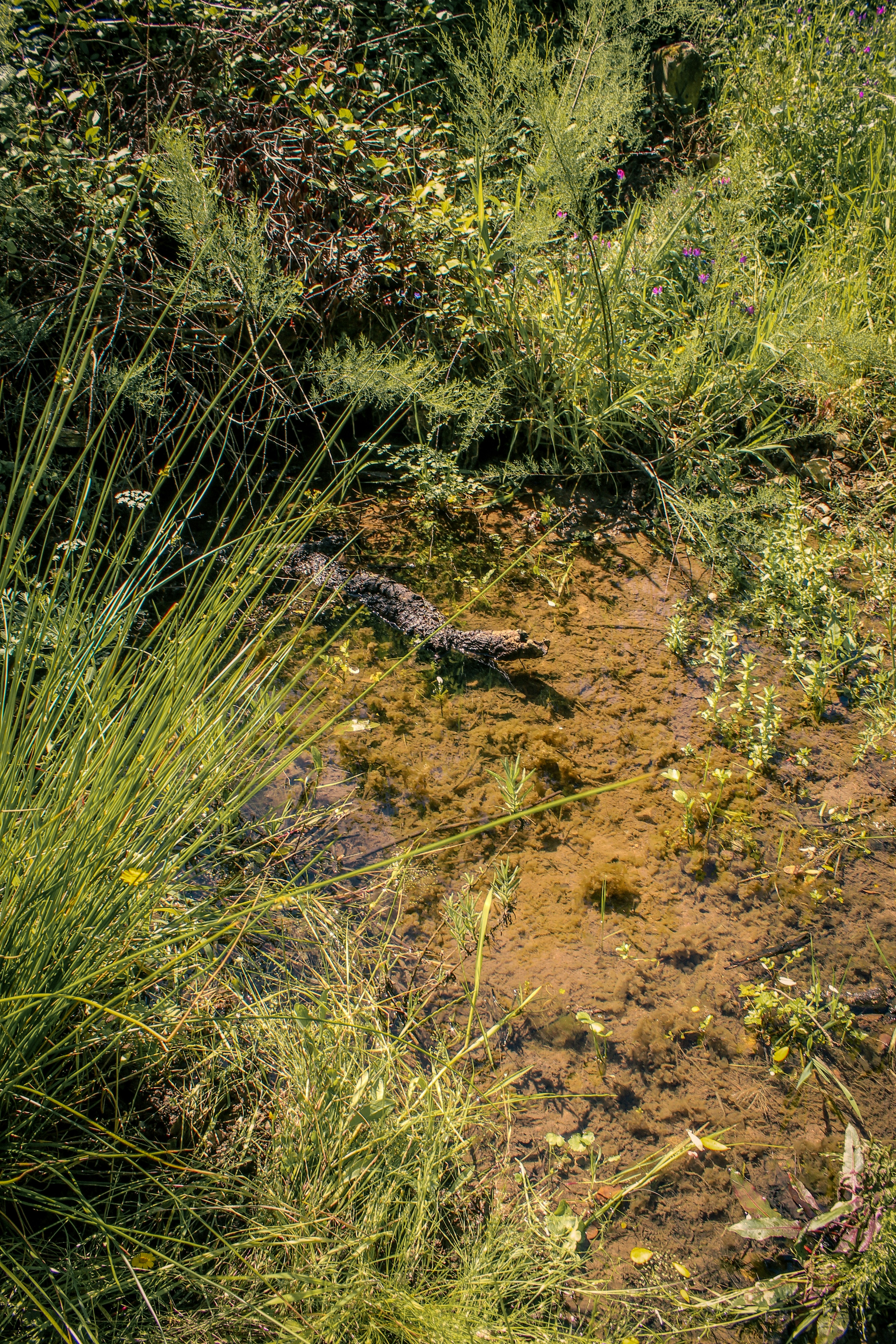 Overgrown creekbank with muddy water and resilient green grasses