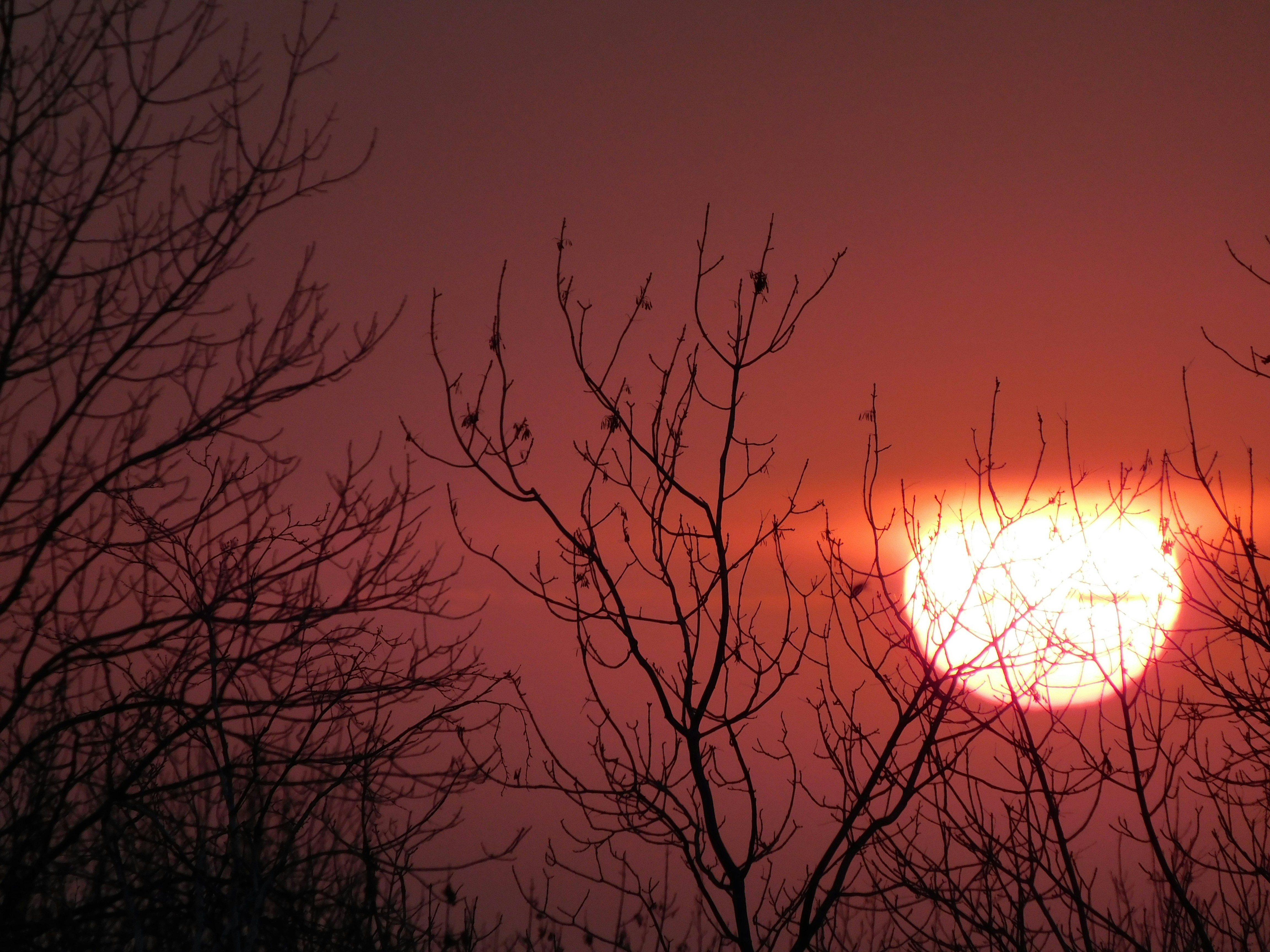 Crimson Sunset Through Bare Branches