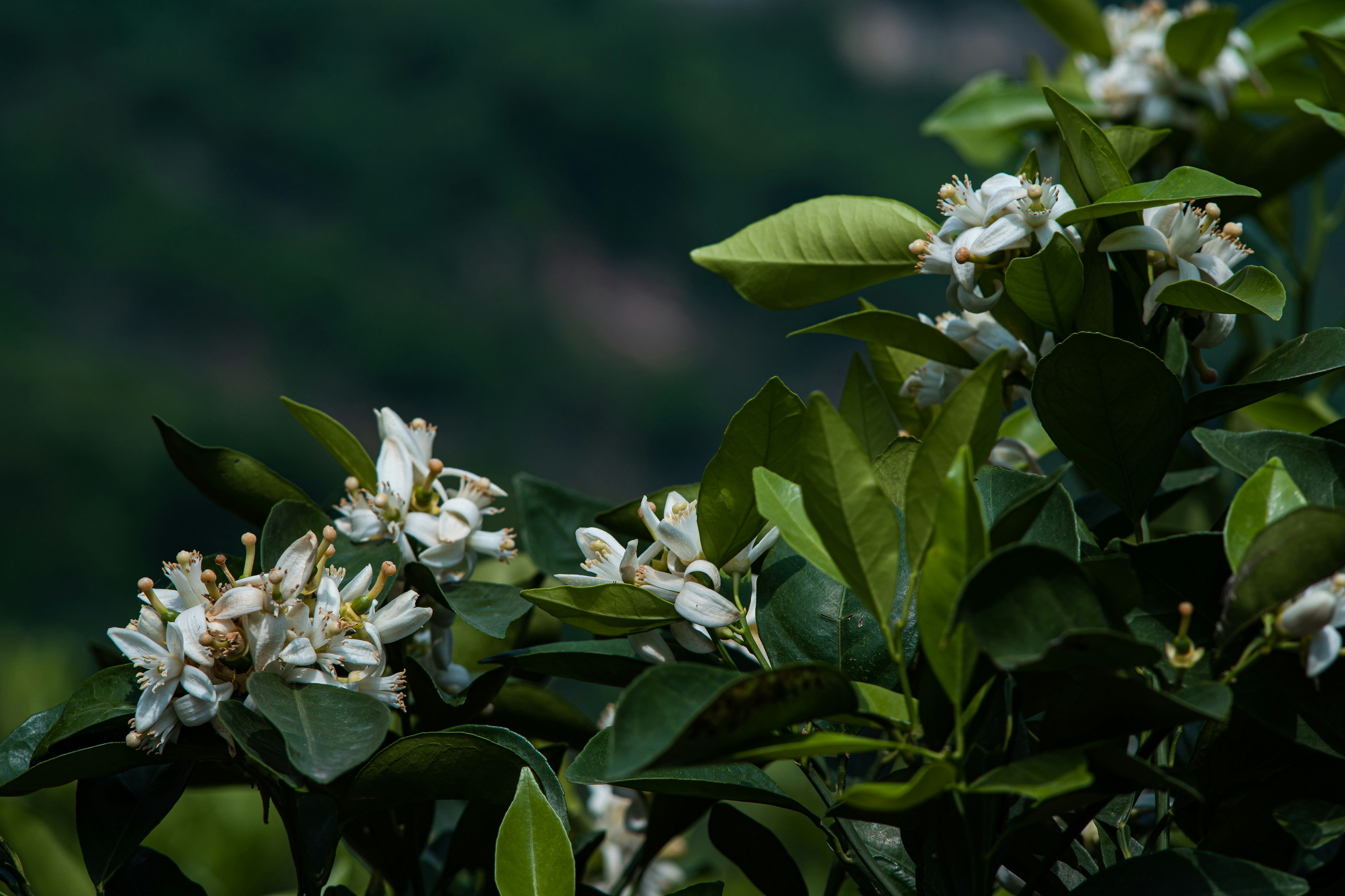 White blossoms catch a quiet afternoon glow amid lush green leaves
