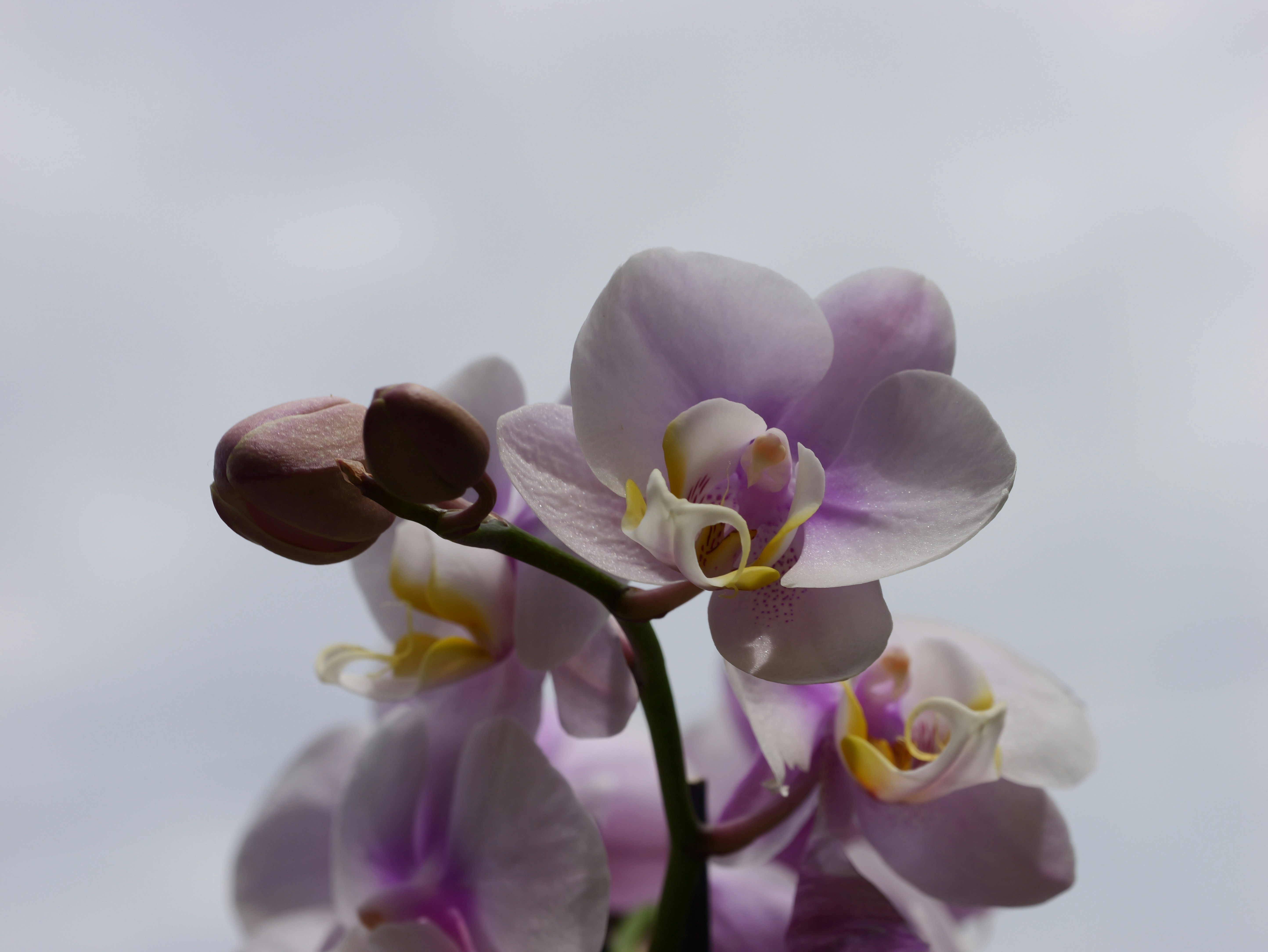 Soft Pink Phalaenopsis in Cloudy Light