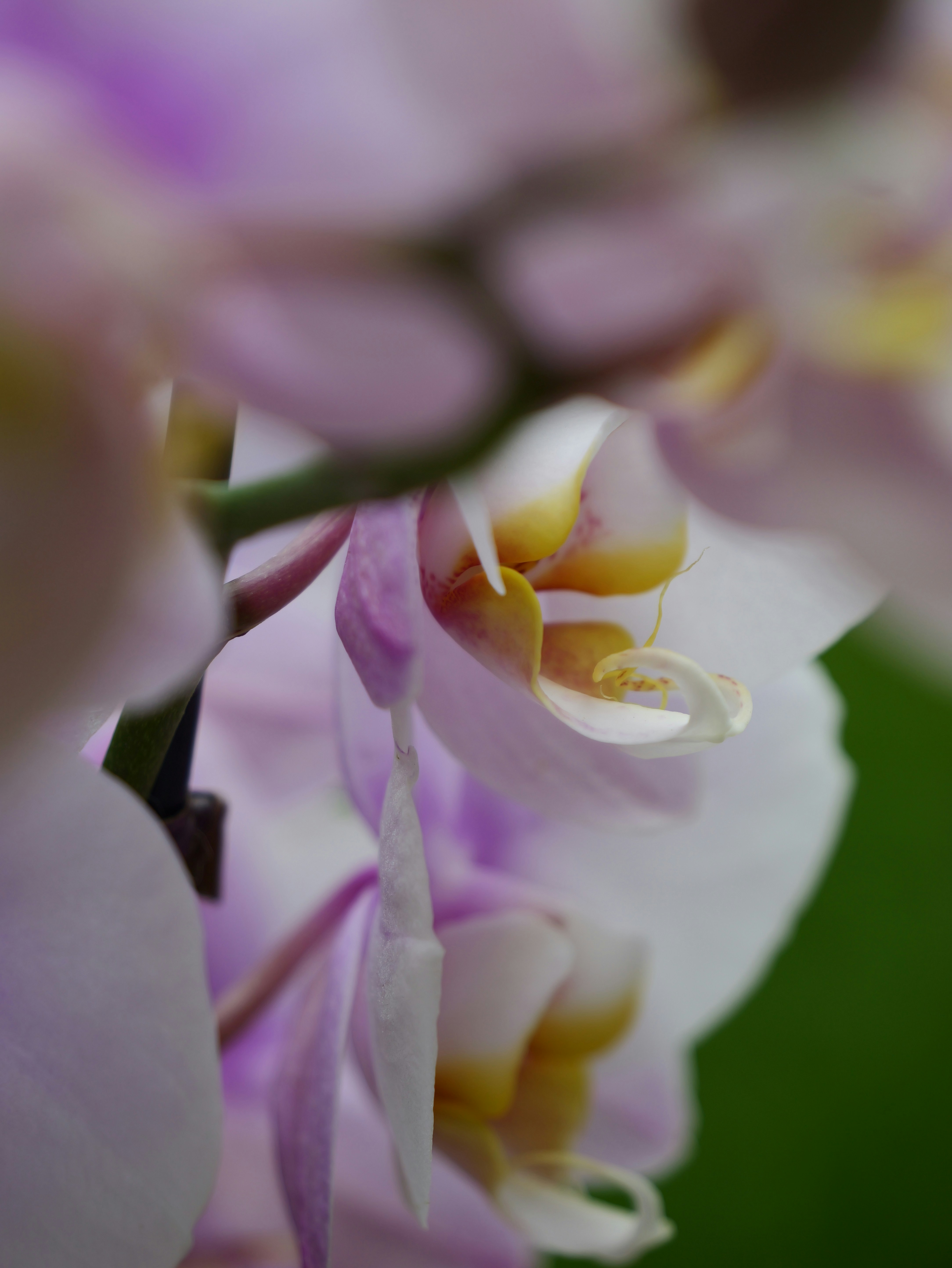 Close-up of Orchid Pistil: Soft Purple Petals Framing a Delicate Center