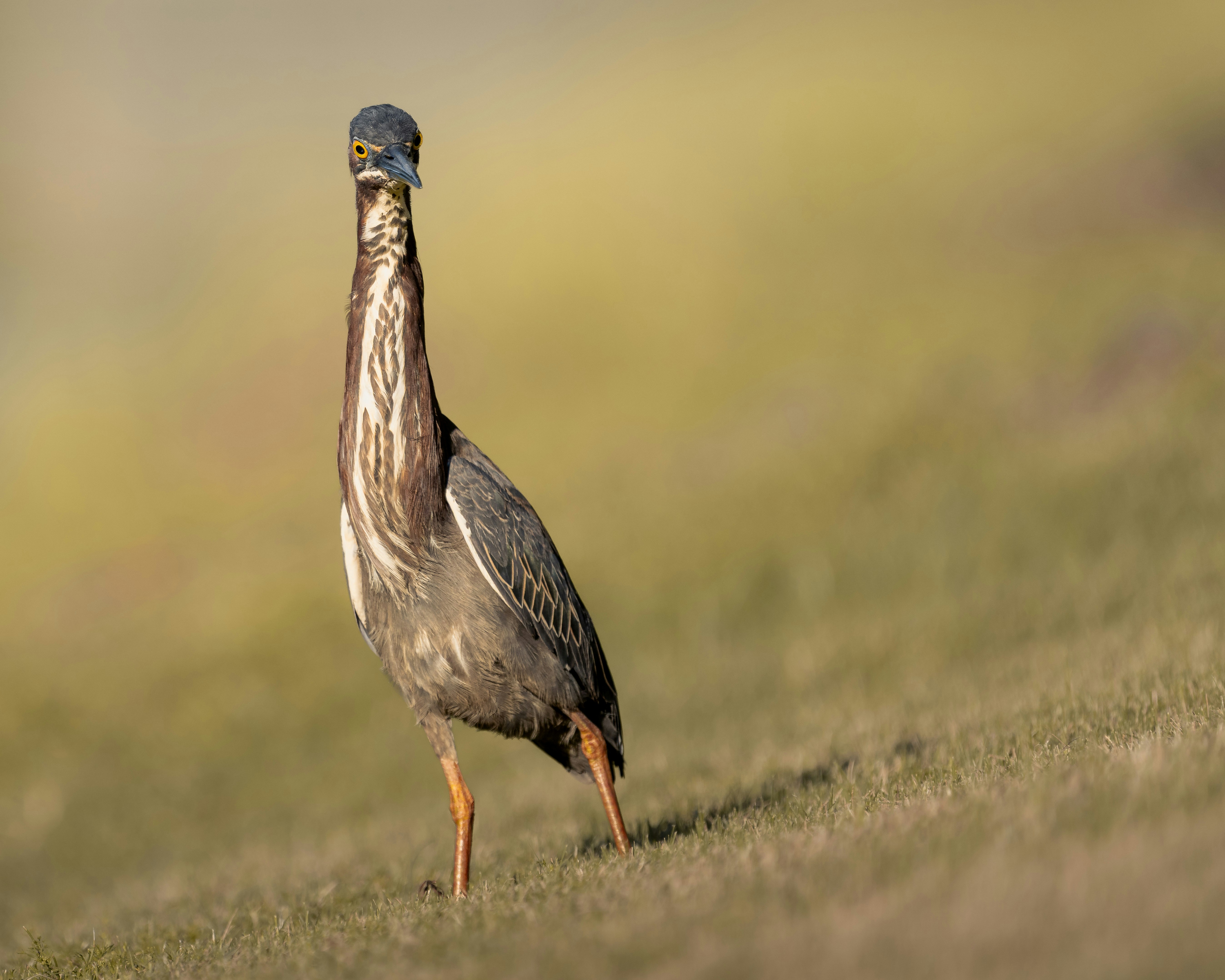 Stilted Sentinel: A Great Blue Heron Scanning the Grassland