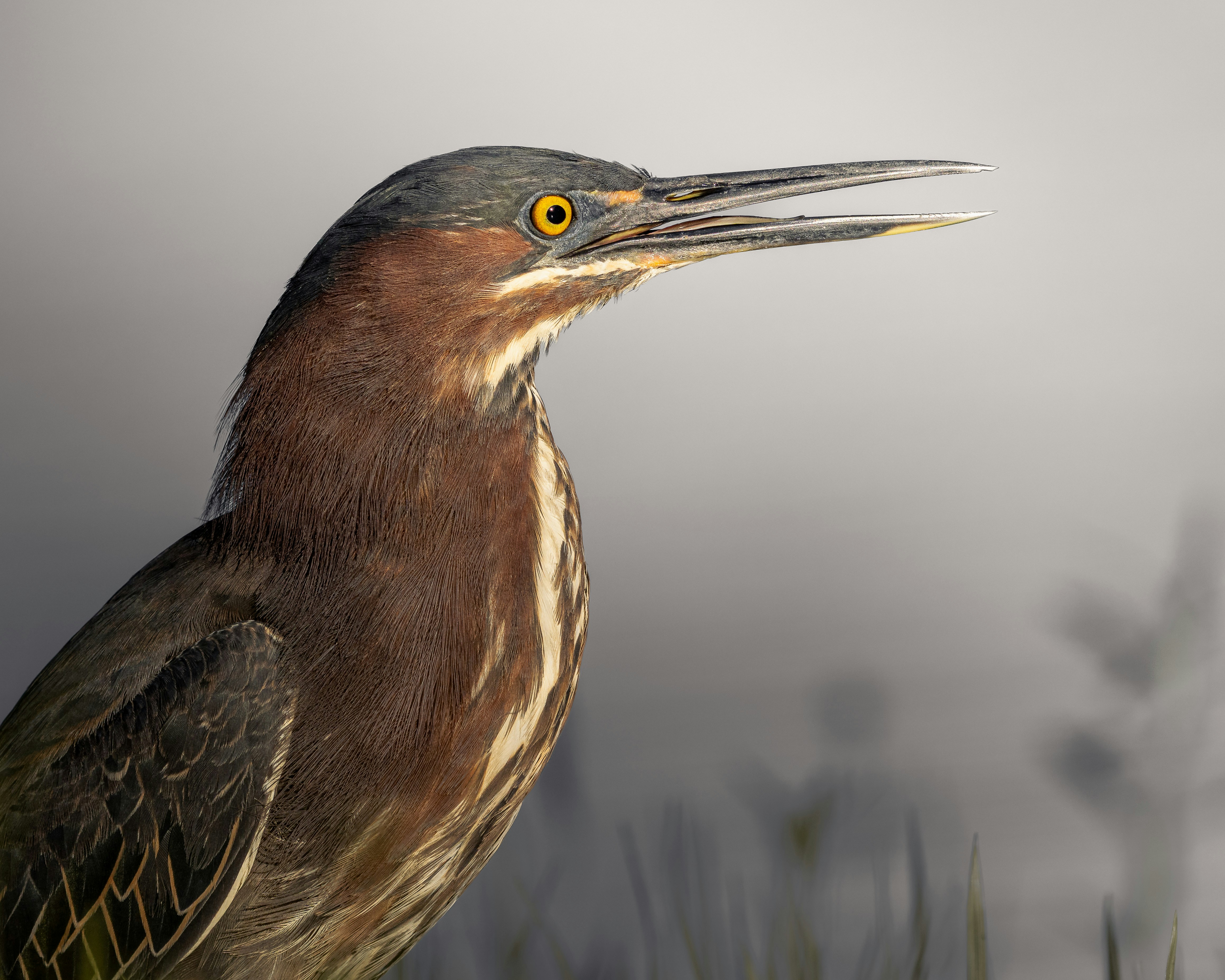 Silent Striker: A Yellow-Eyed Heron Against a Pale Backdrop